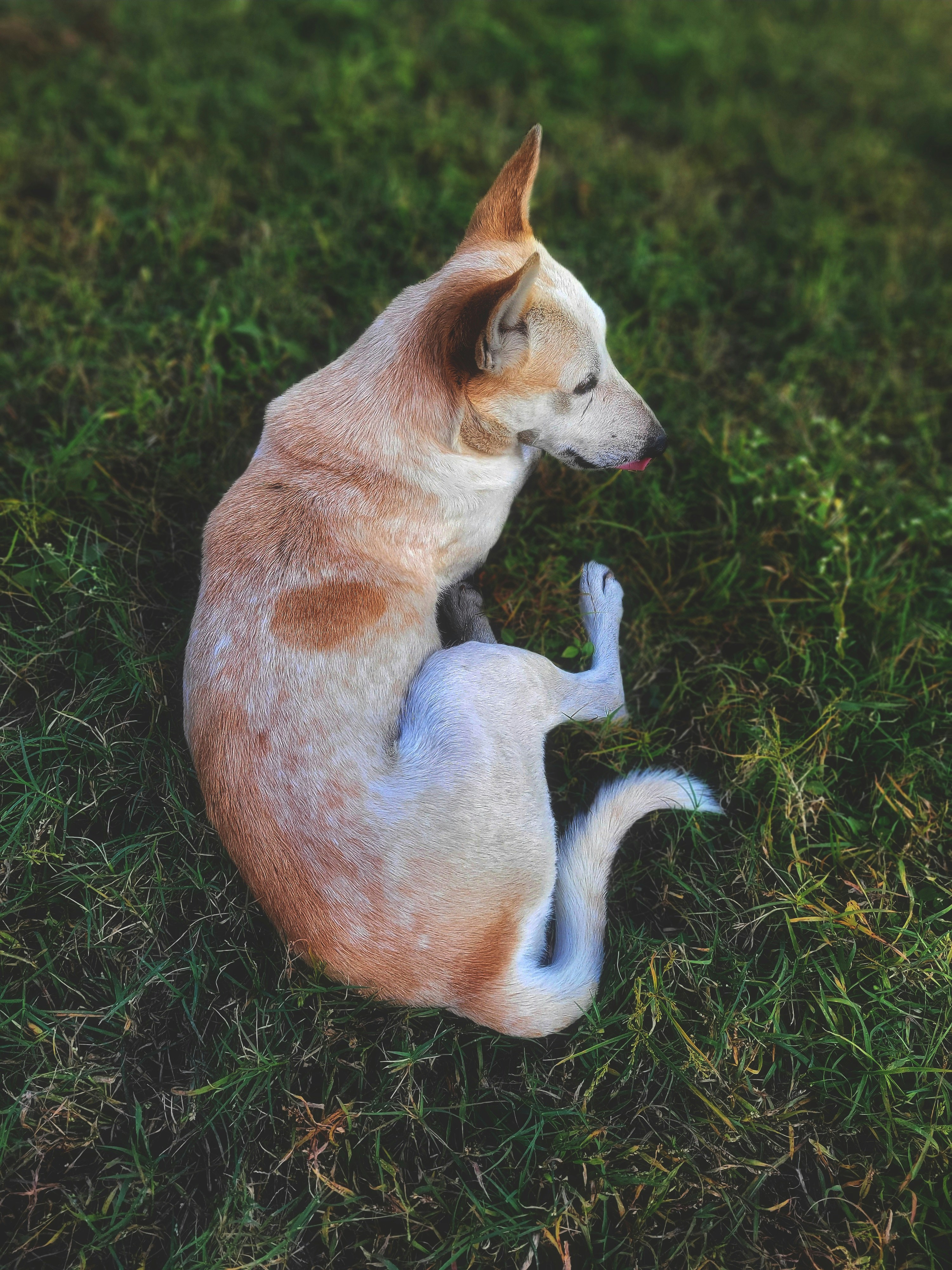 Copper-toned hound resting on green grass, viewed from above with ears perked and tail curved.