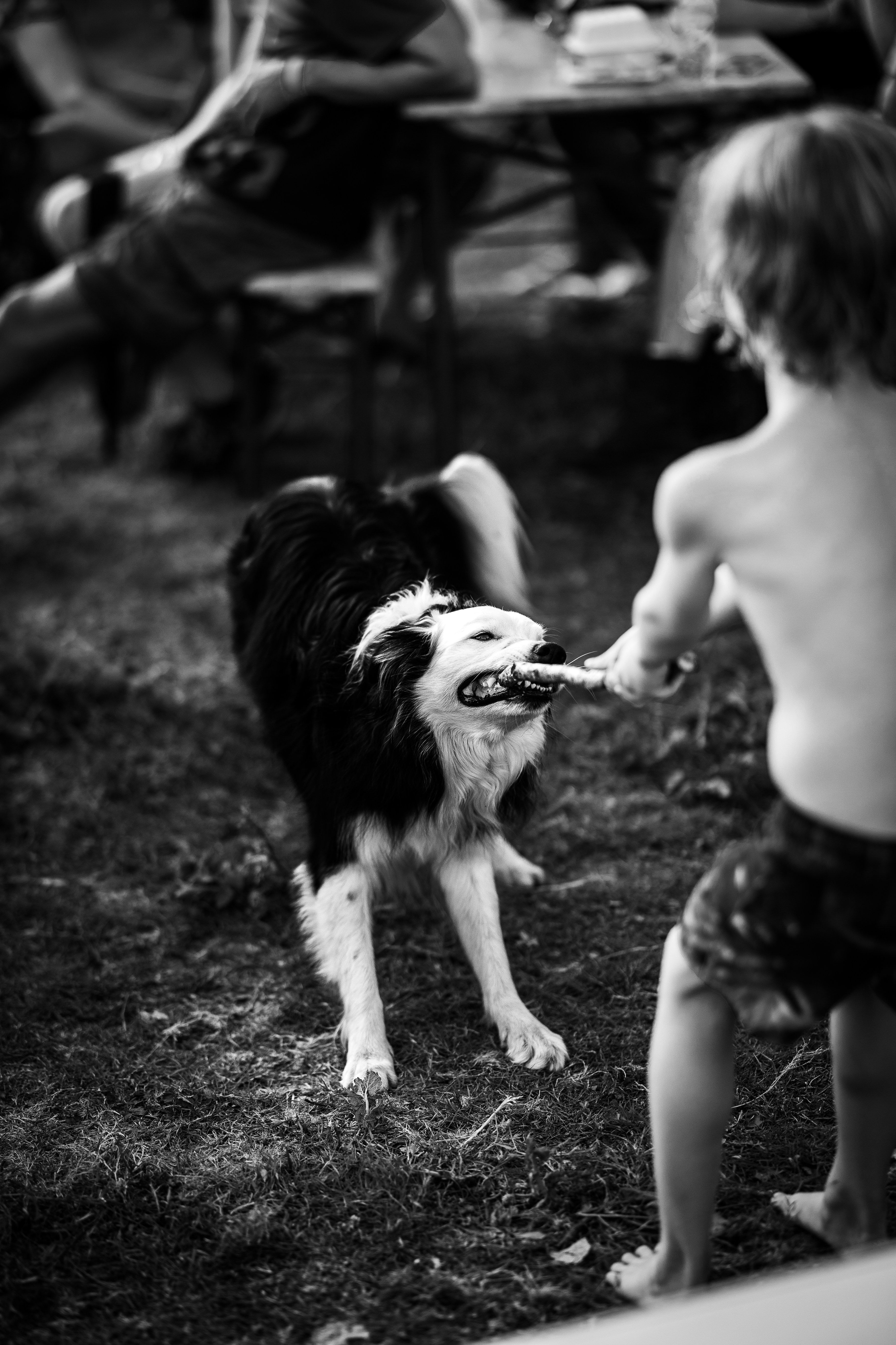 Monochrome Mischief: A Border Collie Grins as a Barefoot Boy Teases in the Park