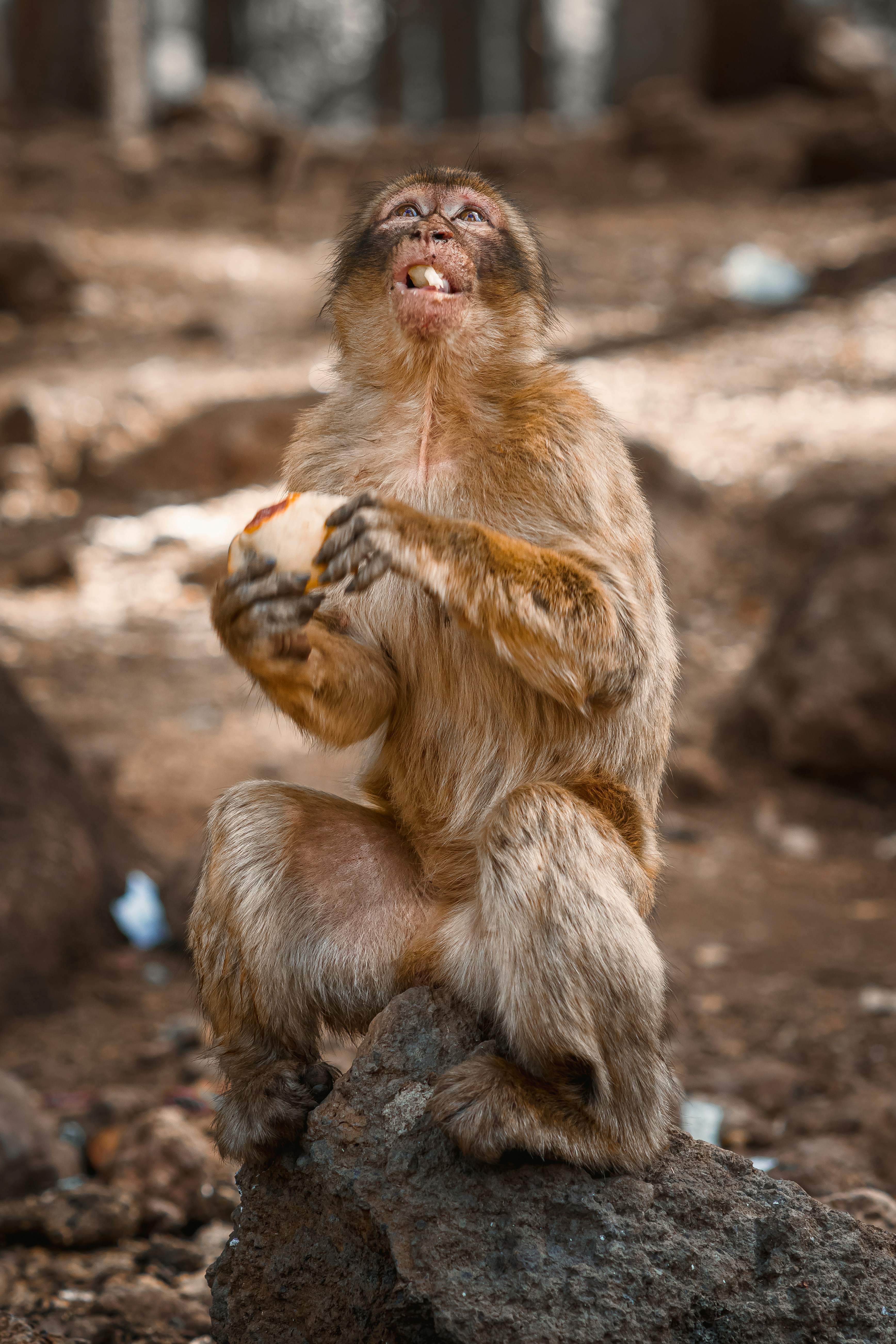 Cragside Snack Break: A Macaque Reaches for Its Bite