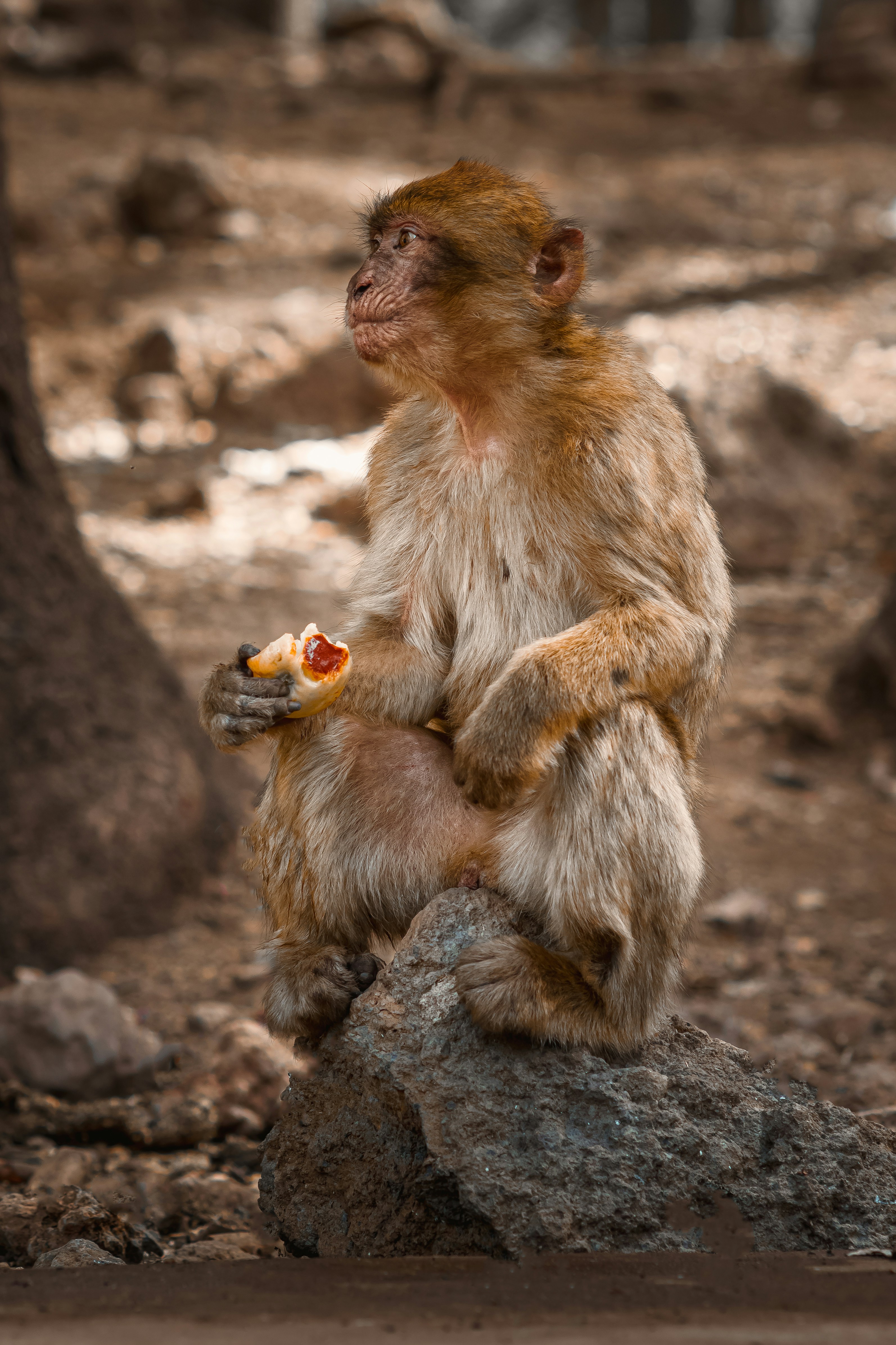 Foto Un mono sentado en una roca comiendo un pedazo de pizza – Imagen ...