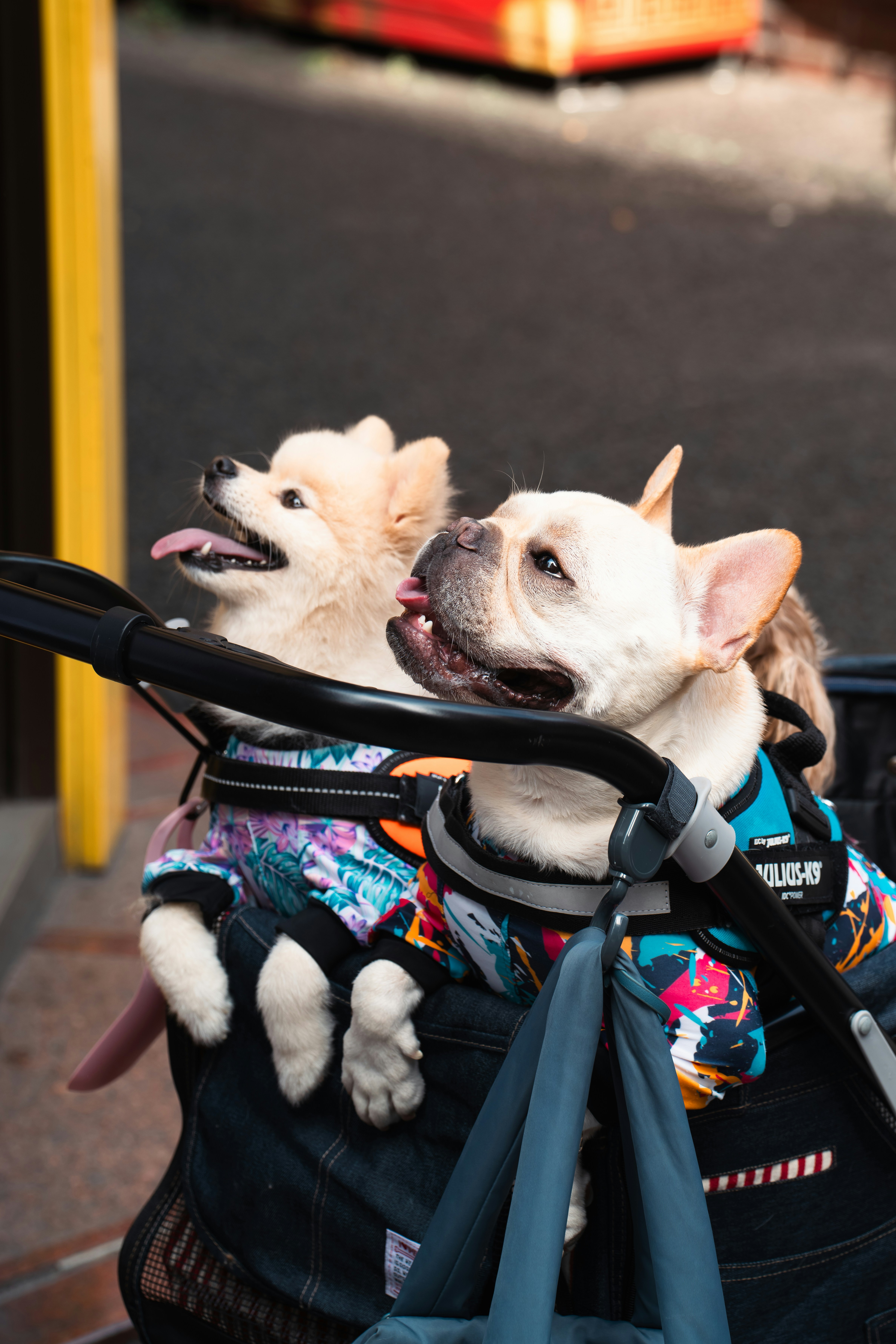 Duo of Dapper Pals: Two Pugs Perched in a Pram