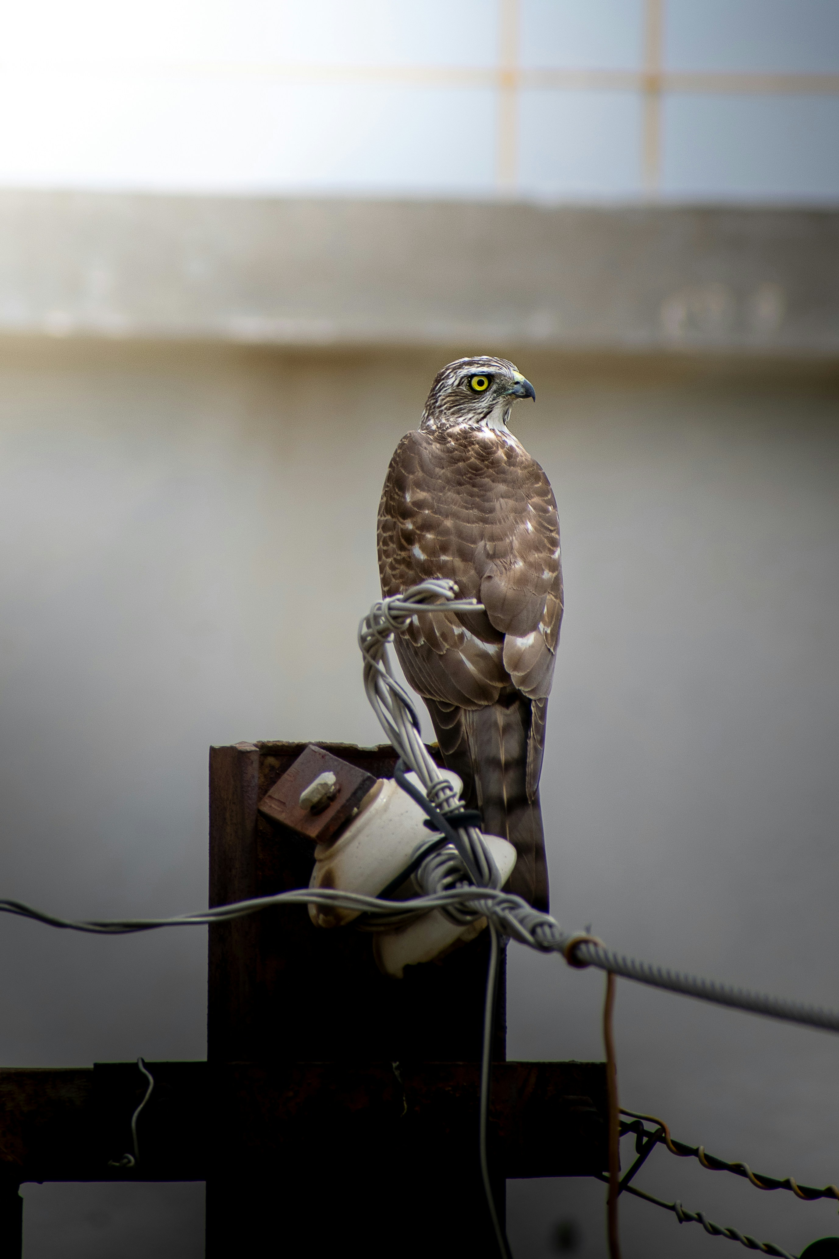 Raptor on the Wire: A Heliacal Gaze Over Industrial Barriers