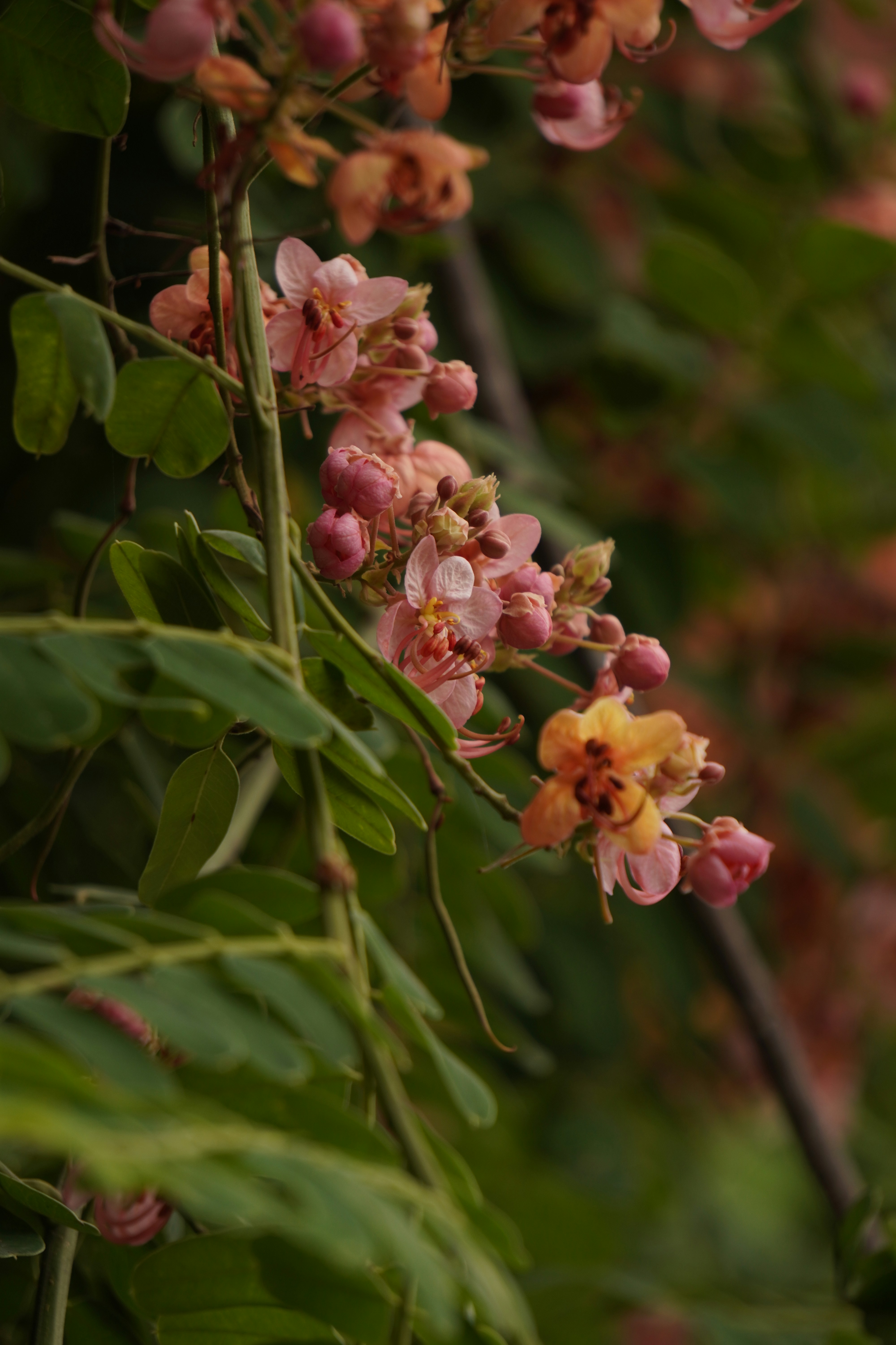 Petal Choir on a Vine: Delicate Pink Clusters in Soft Focus