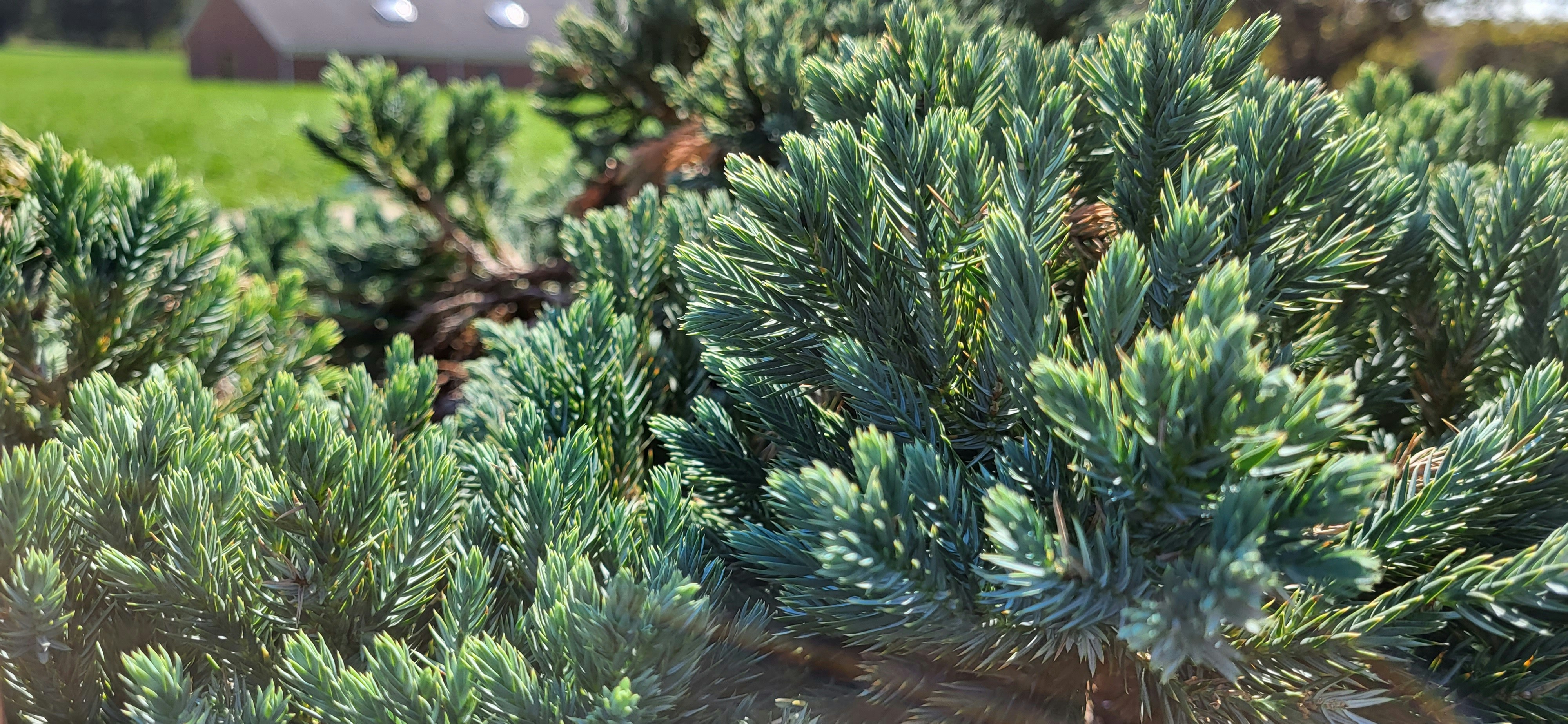 Blue-Green Pine Fronds in Focus: A Quiet Garden Close-Up