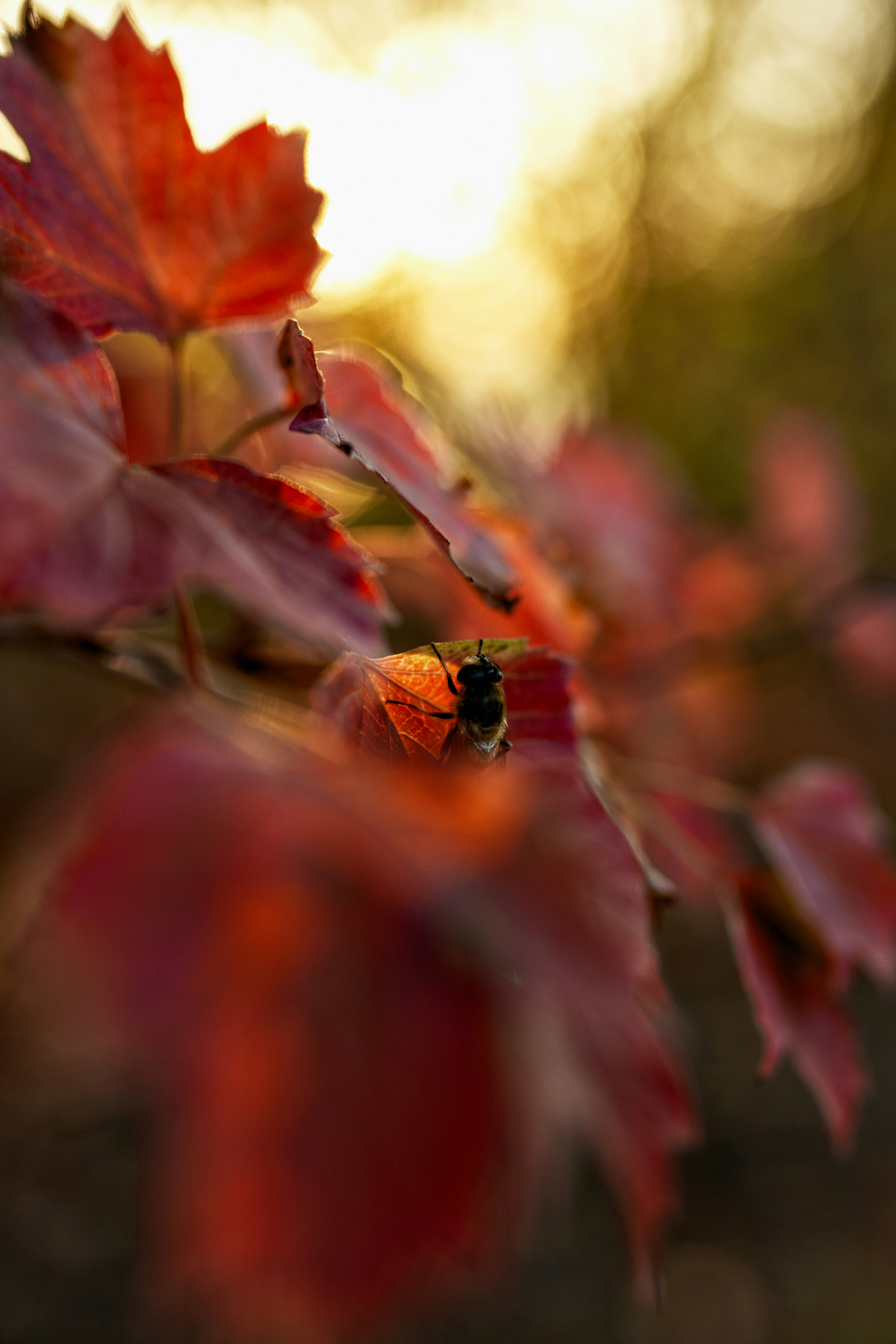 Honeybee in the Golden Hour: Crimson Leaf on the Edge of Blur