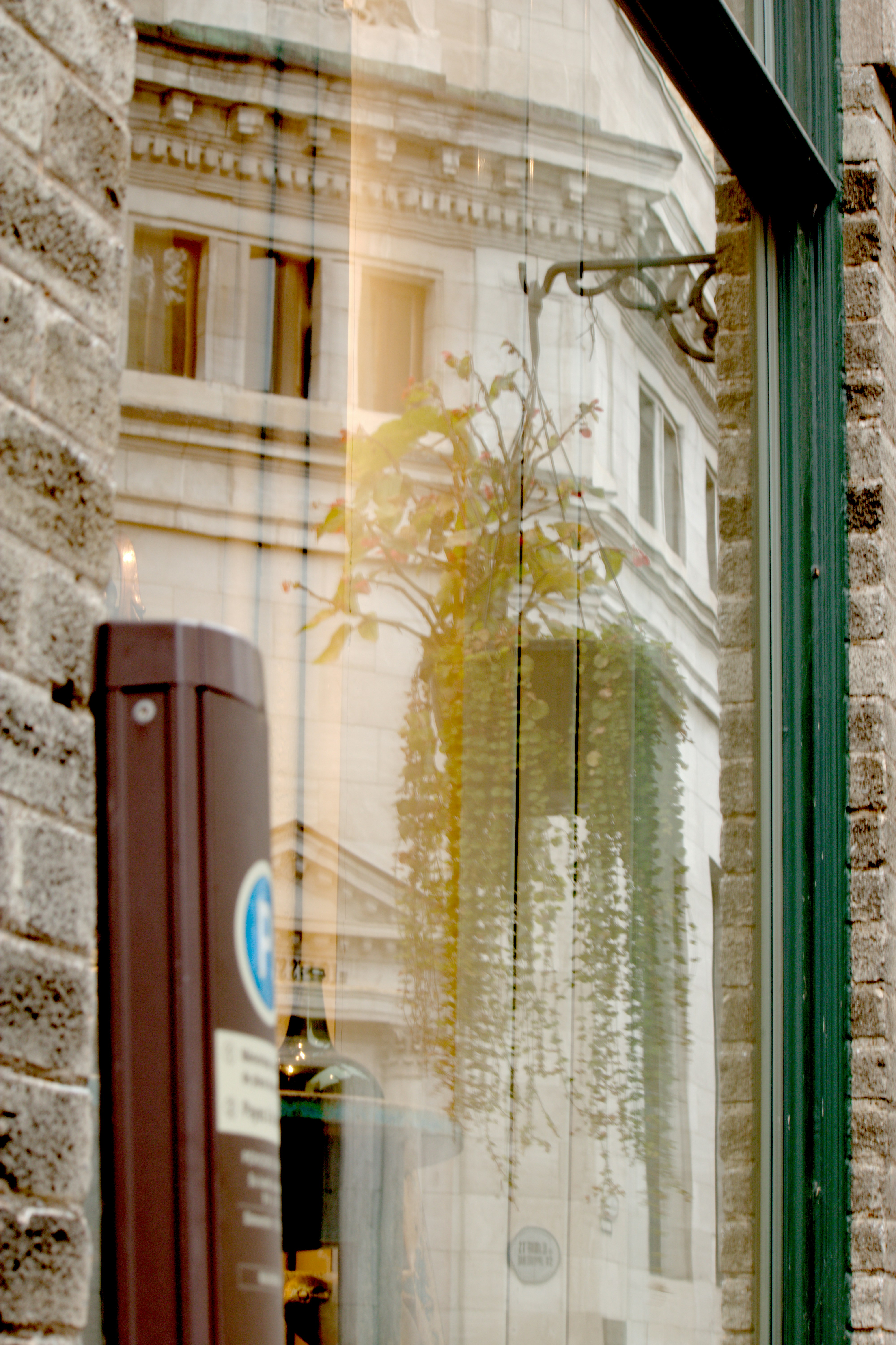 Reflections in Glass: A City Facade Framed by Bottle and Fern