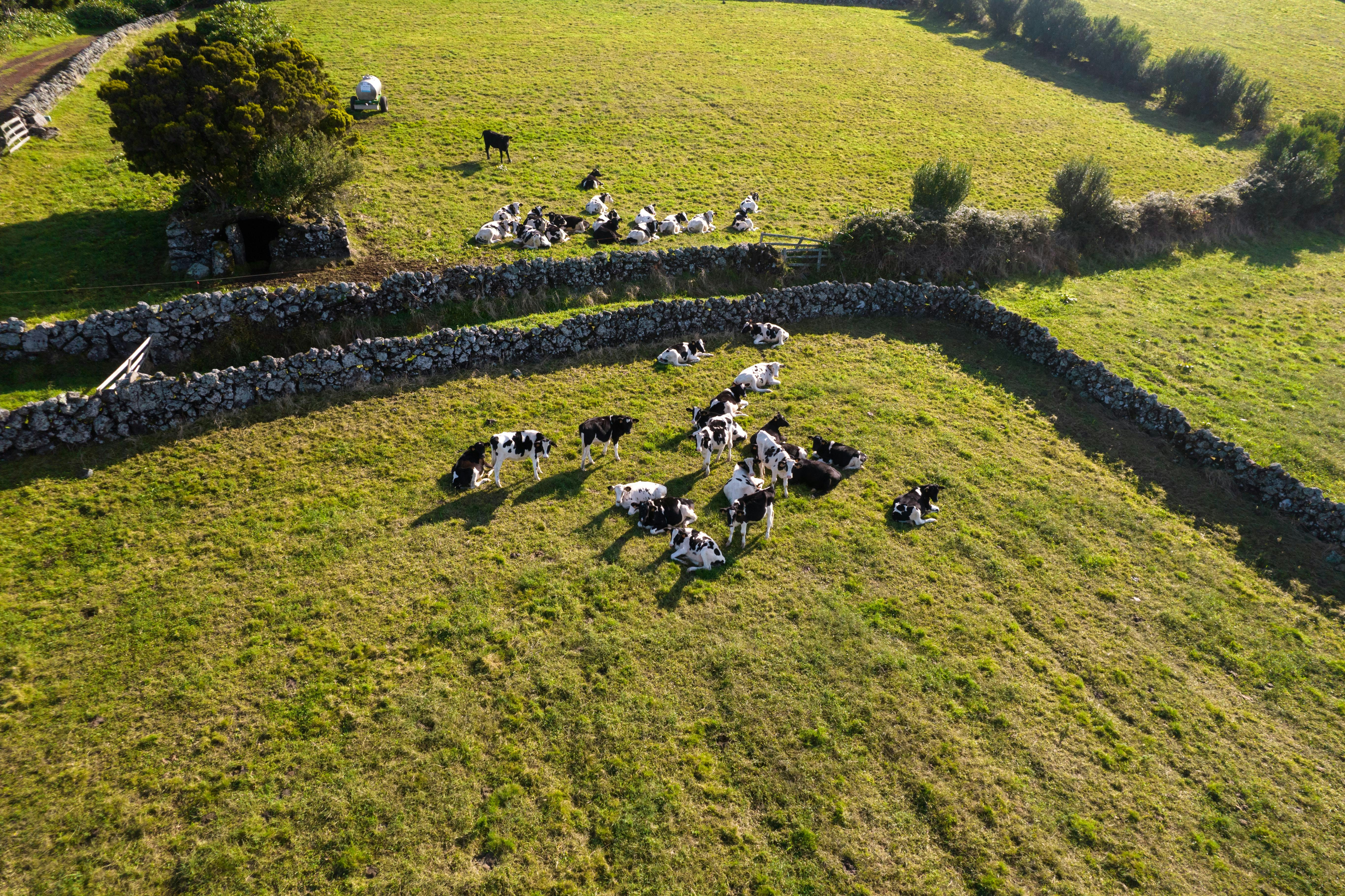 A herd of cattle grazing on a lush green field photo – Free Cows in ...