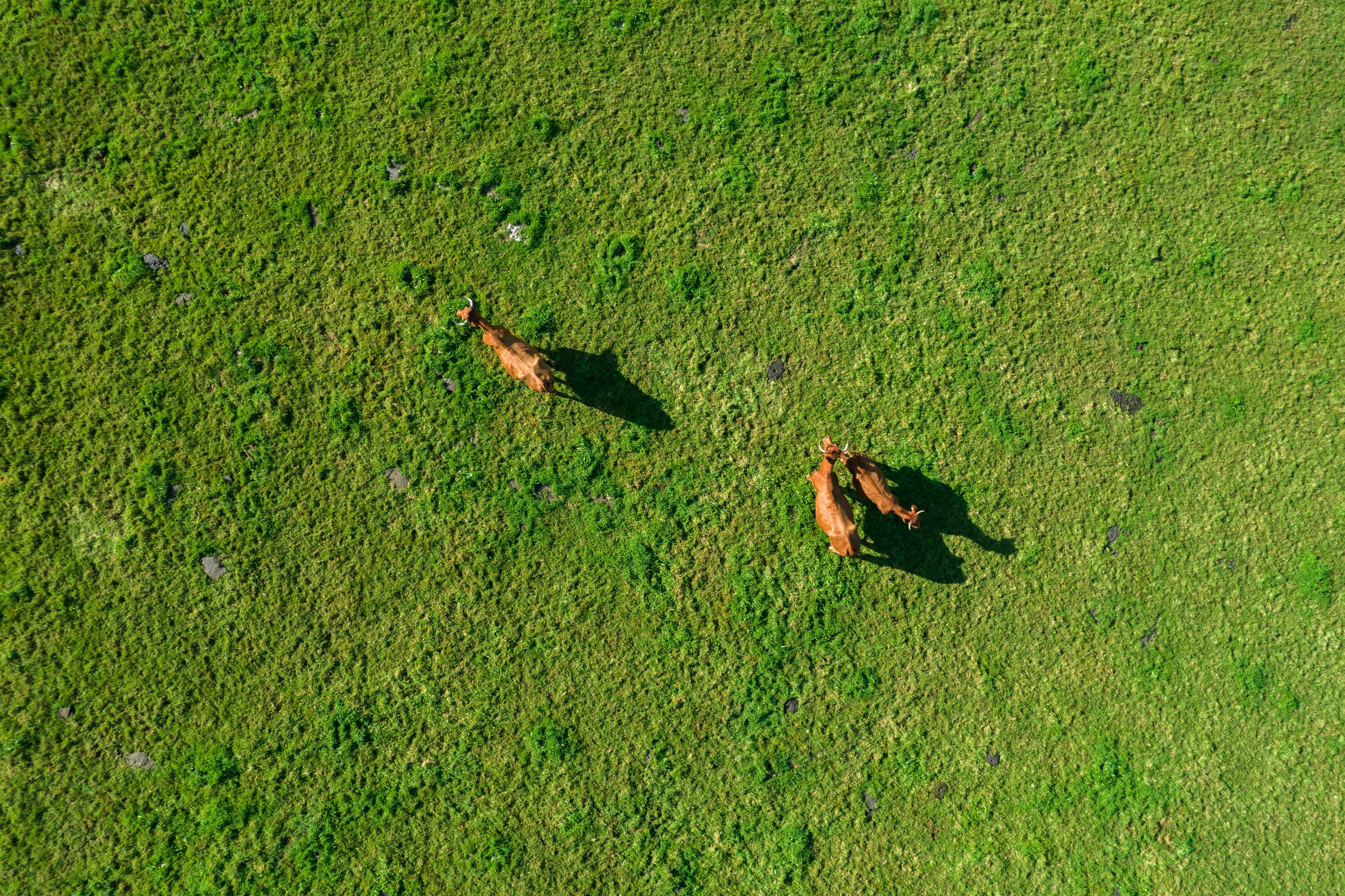 Emerald Meadow Drift: Two Brown Horses in Silent Motion