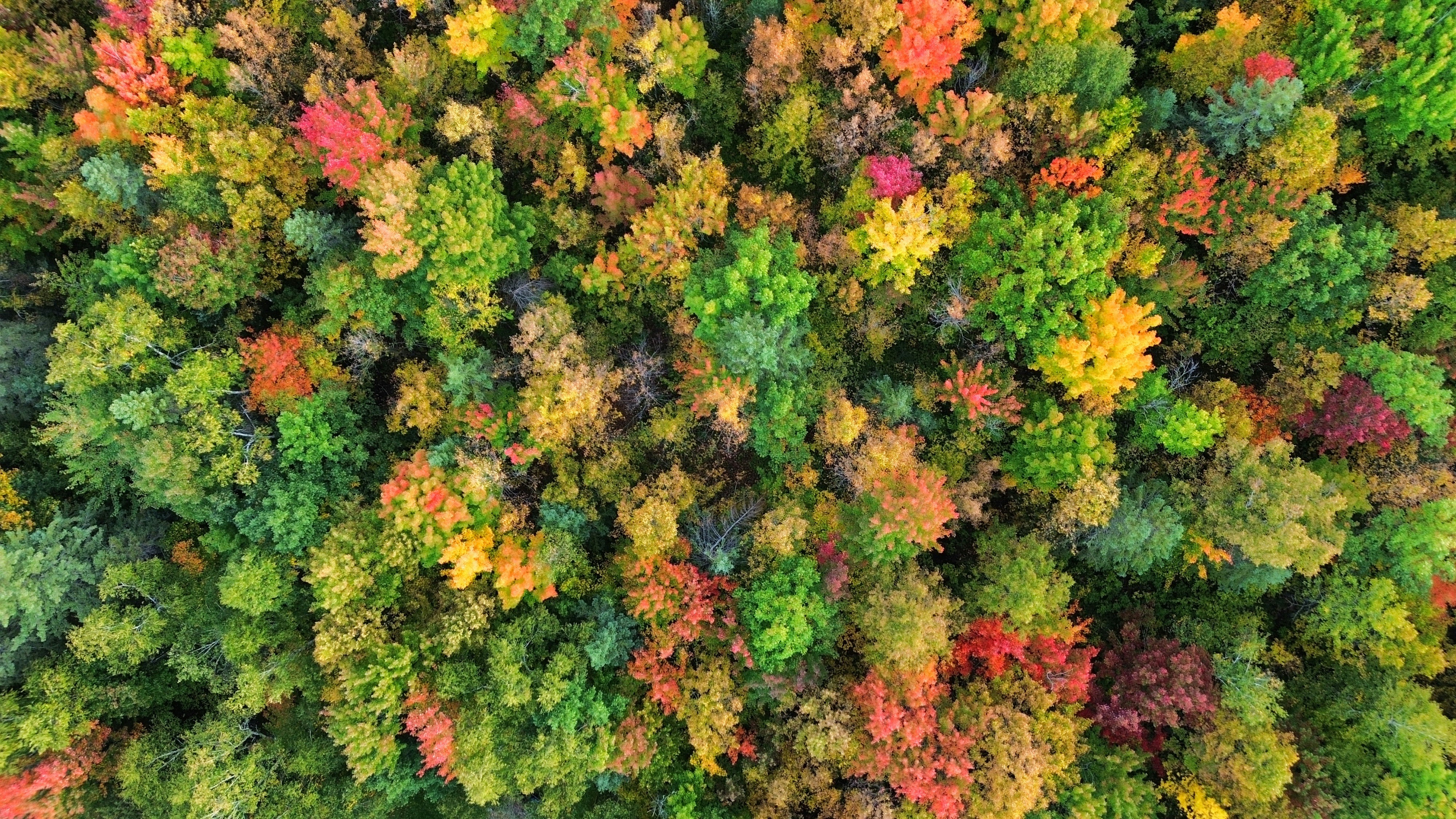 An aerial view of a forest with lots of trees photo – Free Fall Image ...