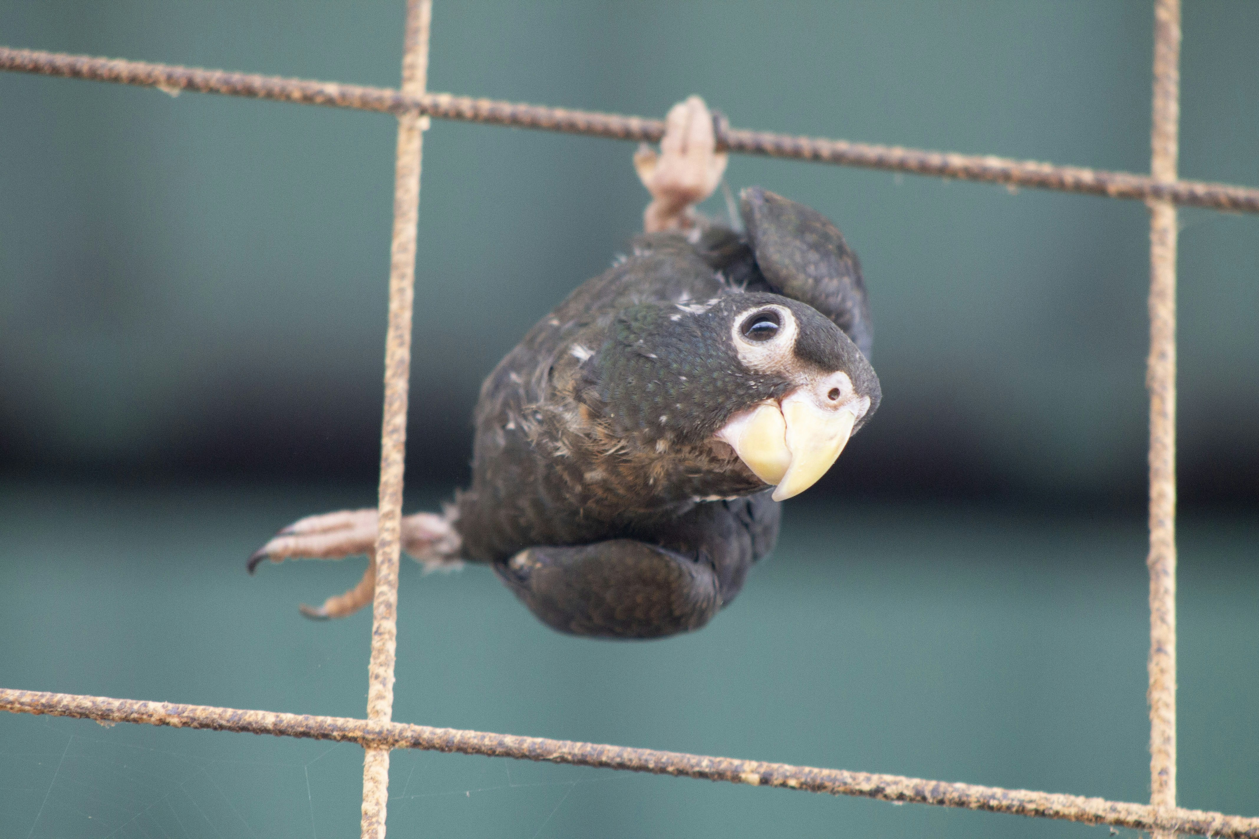 Parrot hanging upside down on a wire fence with a green background.