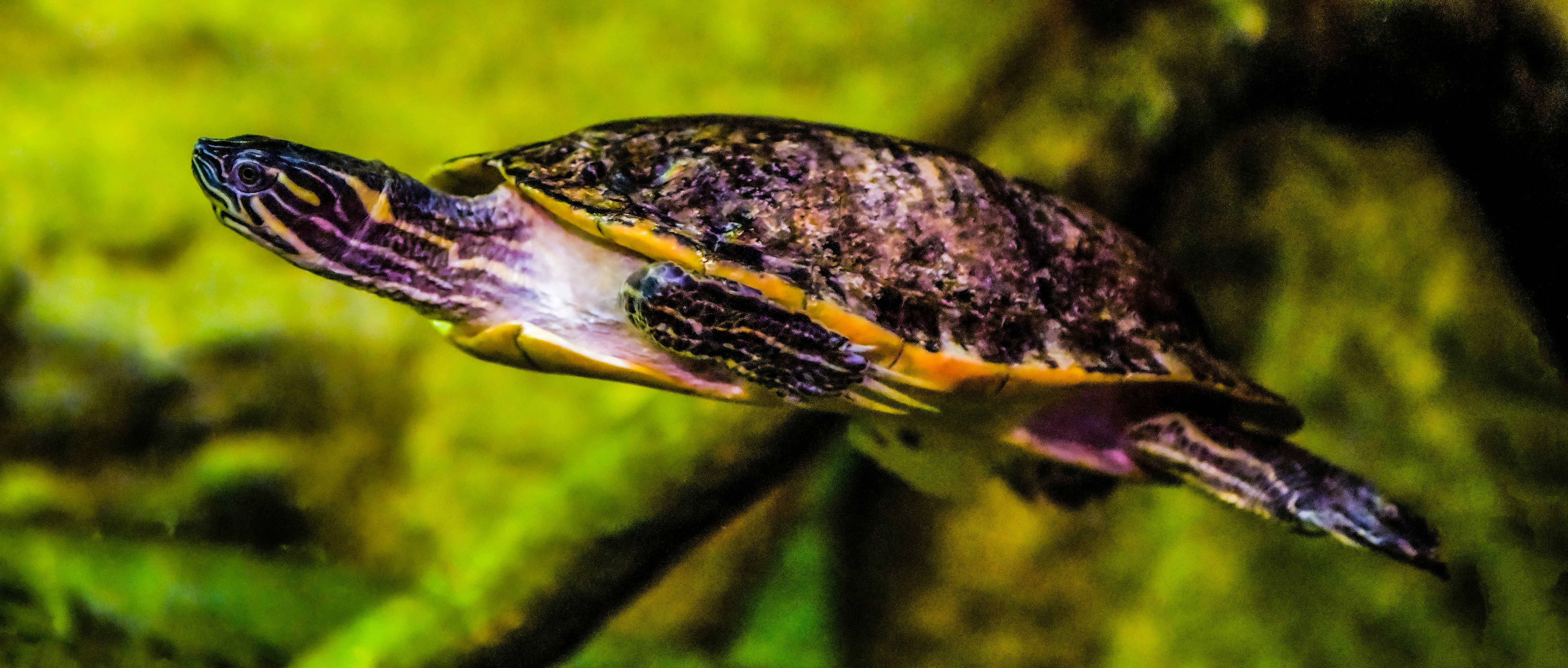 Photo by Bob Kozel with Nikon D850