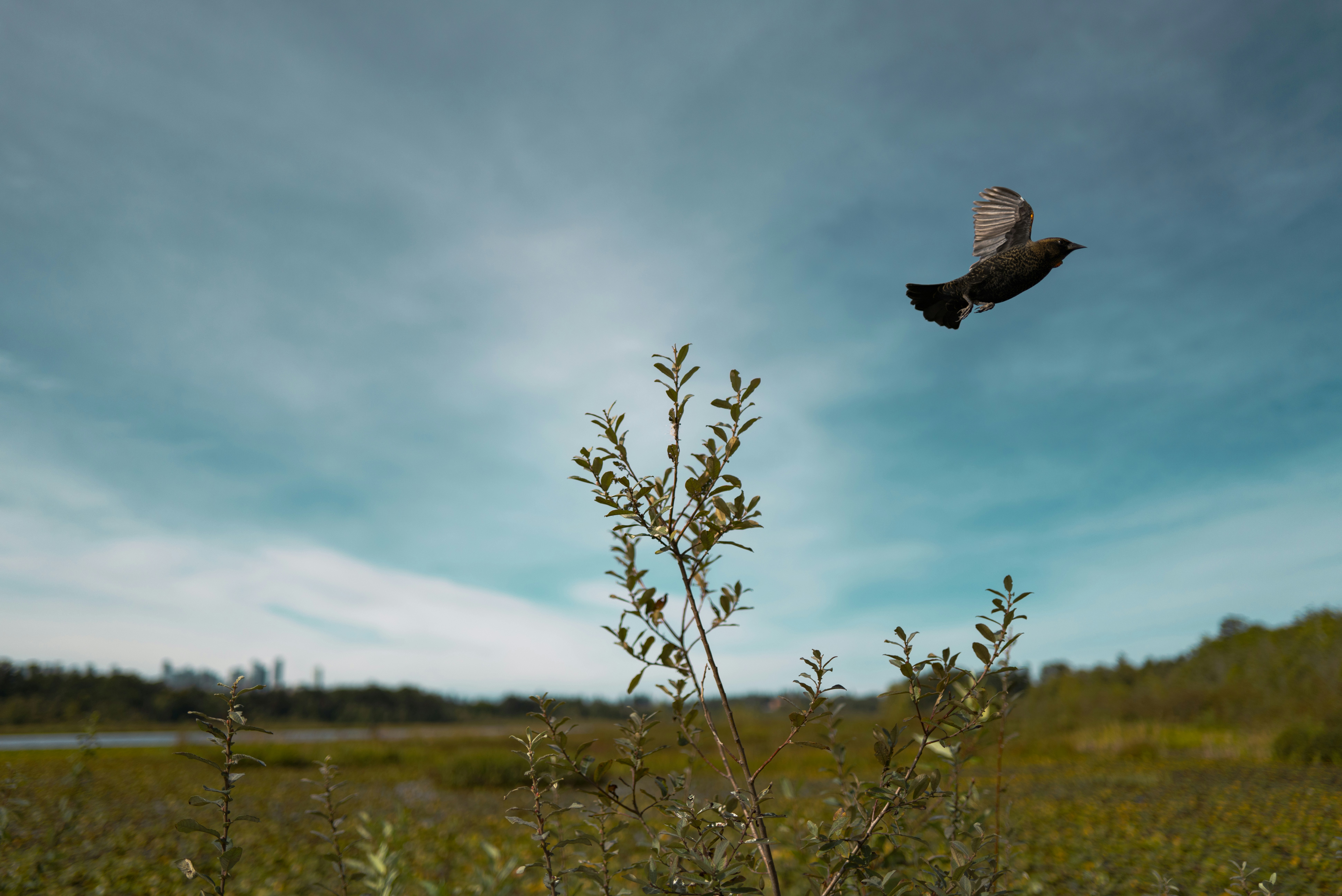 Winged silhouette over a sunlit prairie