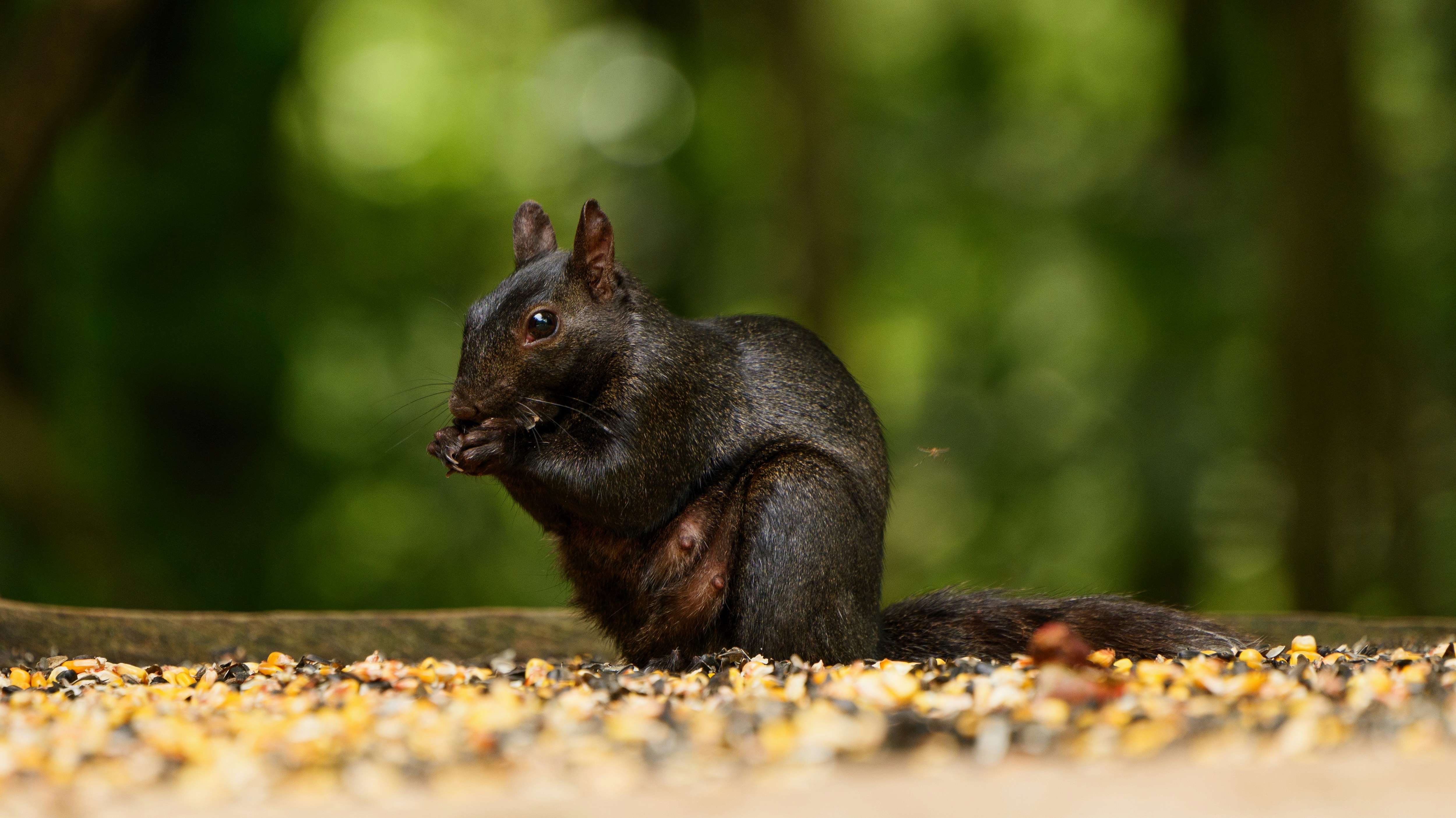 a squirrel is sitting on the ground eating