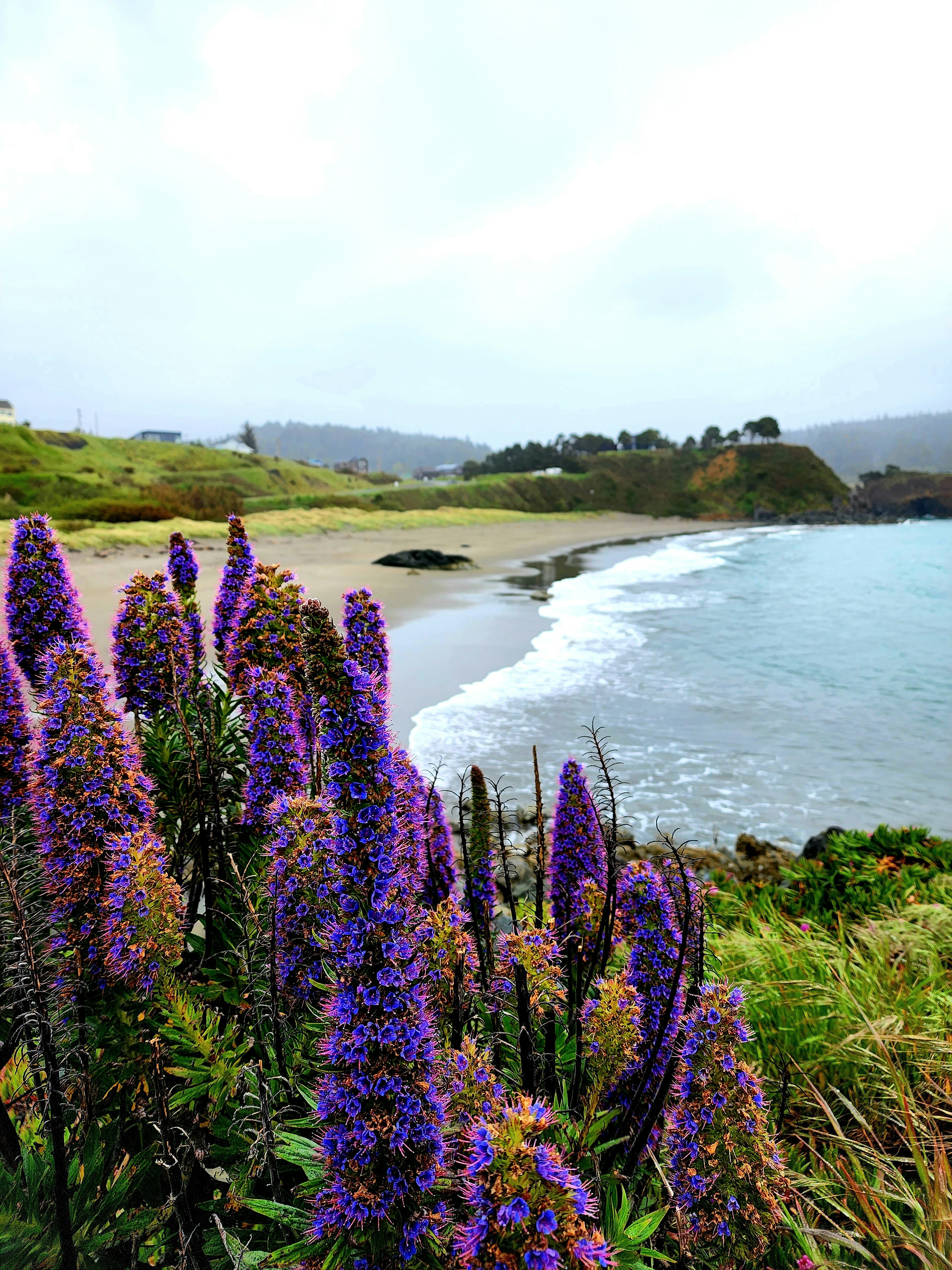 Coastal Lupines at the Edge of the Quiet Shore
