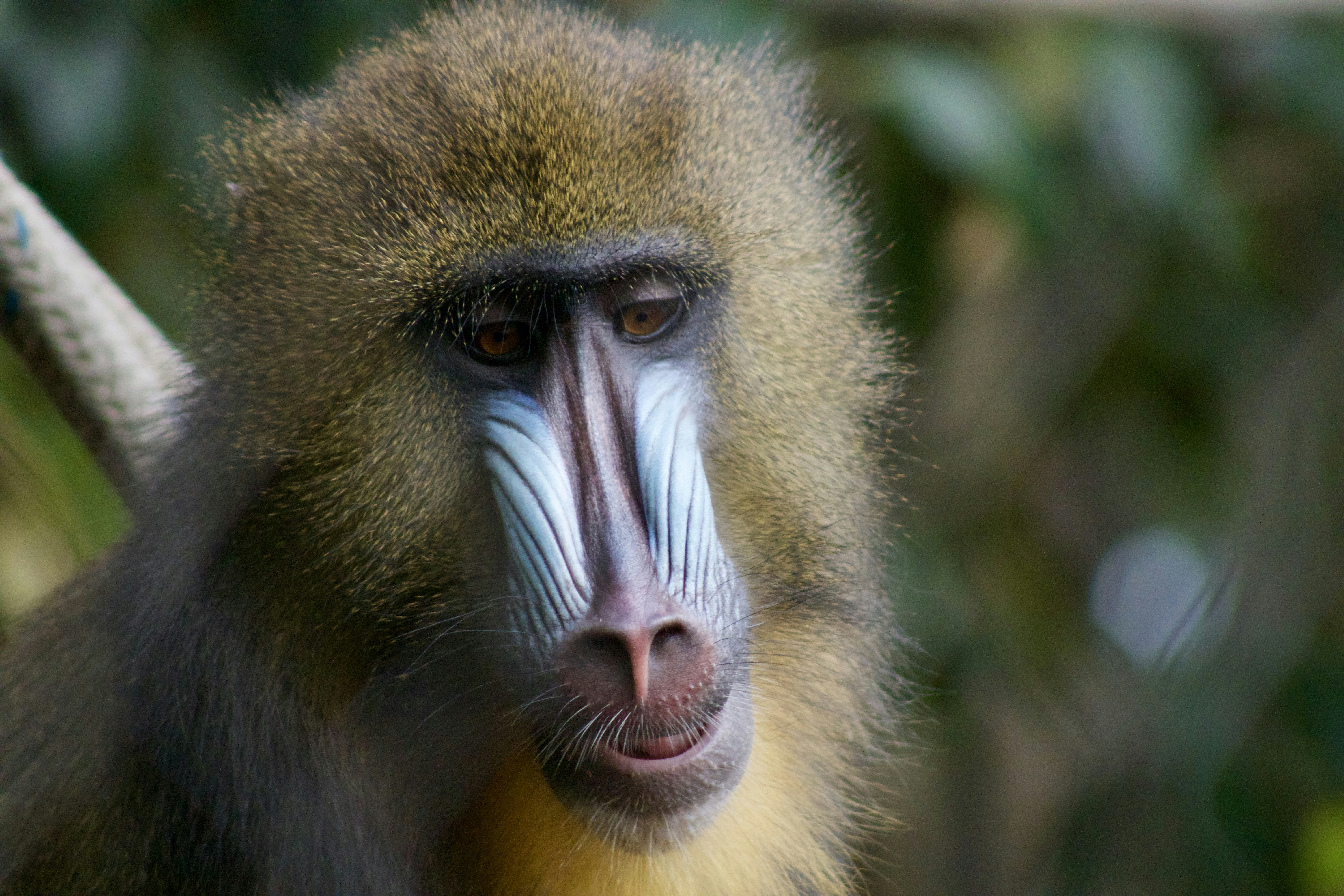 Mandrill with striking facial markings amid lush foliage.