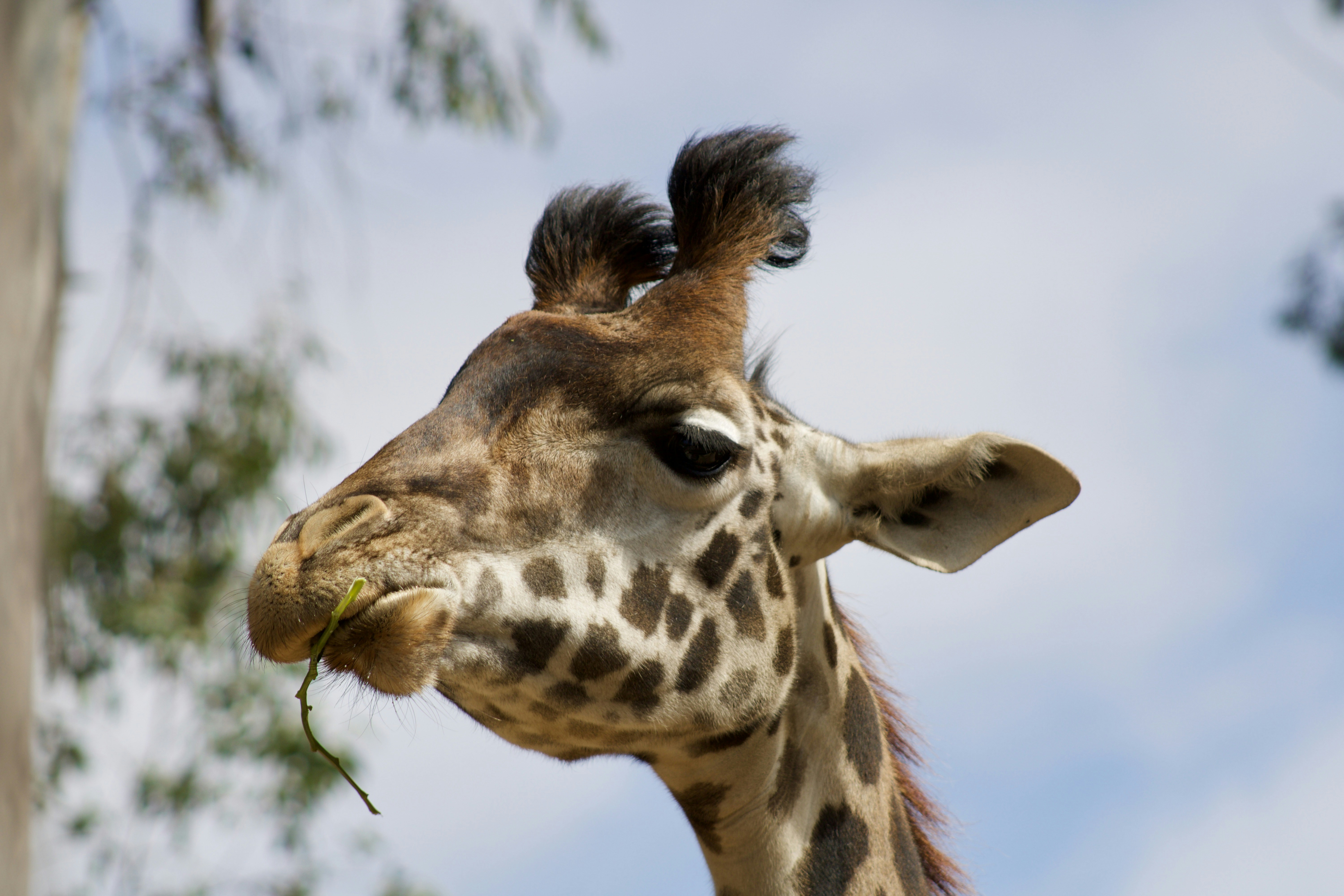 Giraffe in Partial Portrait: Chewed Grass and Curious Gaze
