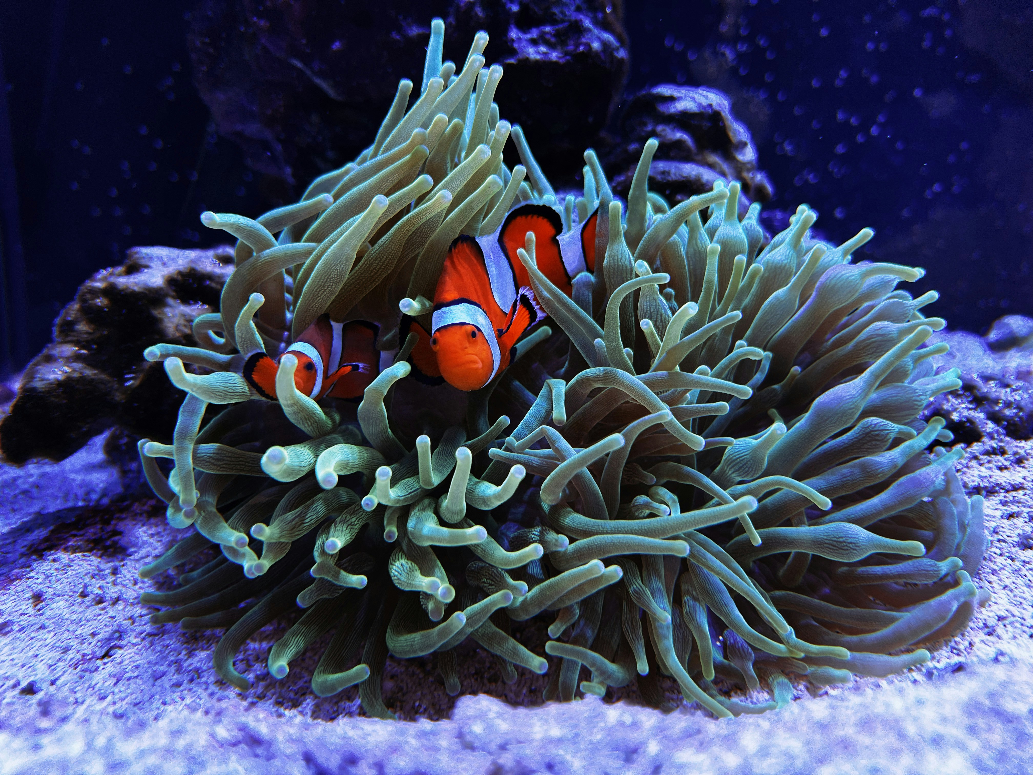 Clownfish nestled among vibrant sea anemone tentacles in an aquarium setting.