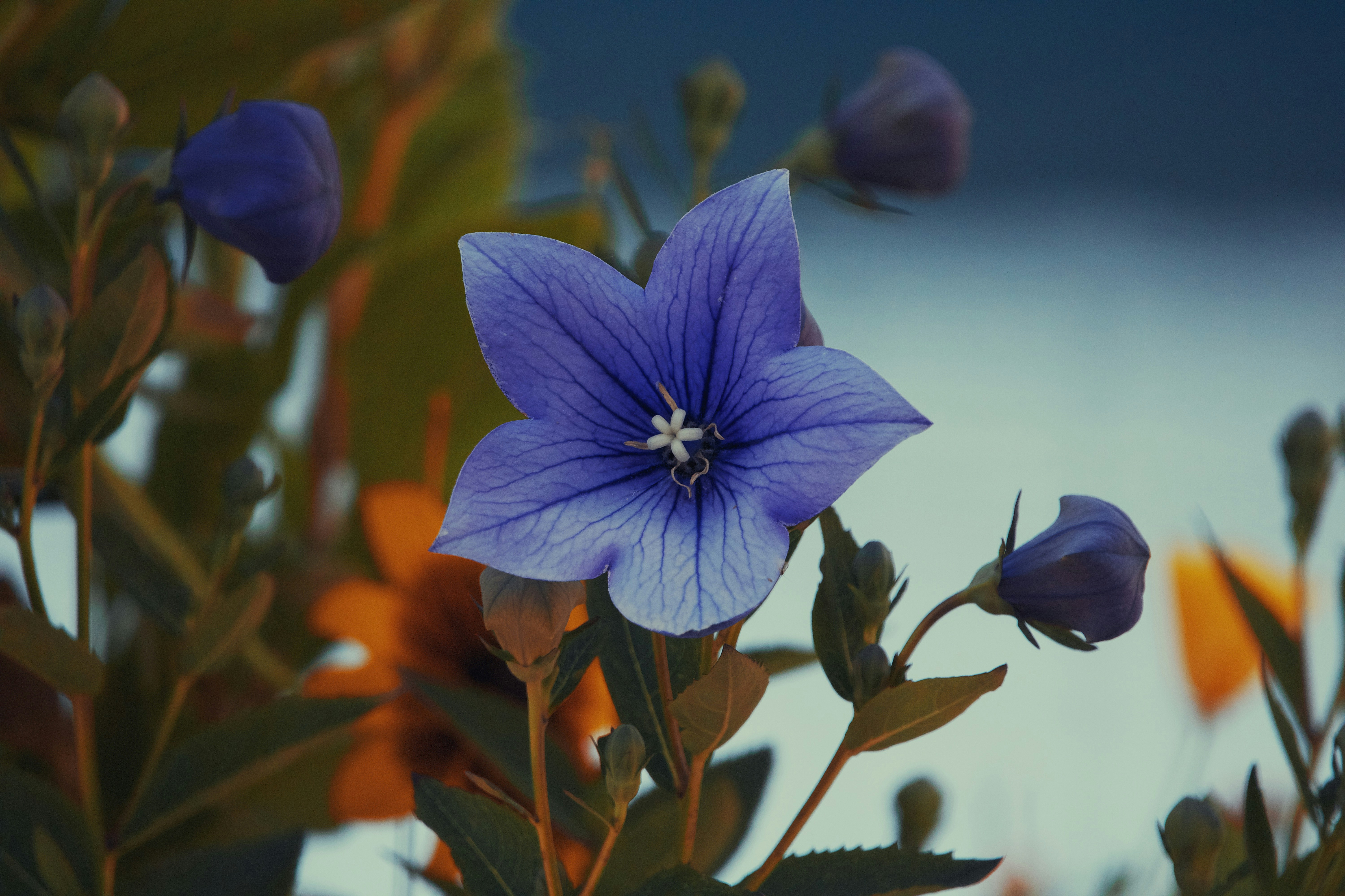 Vibrant blue flower in full bloom surrounded by buds and foliage.