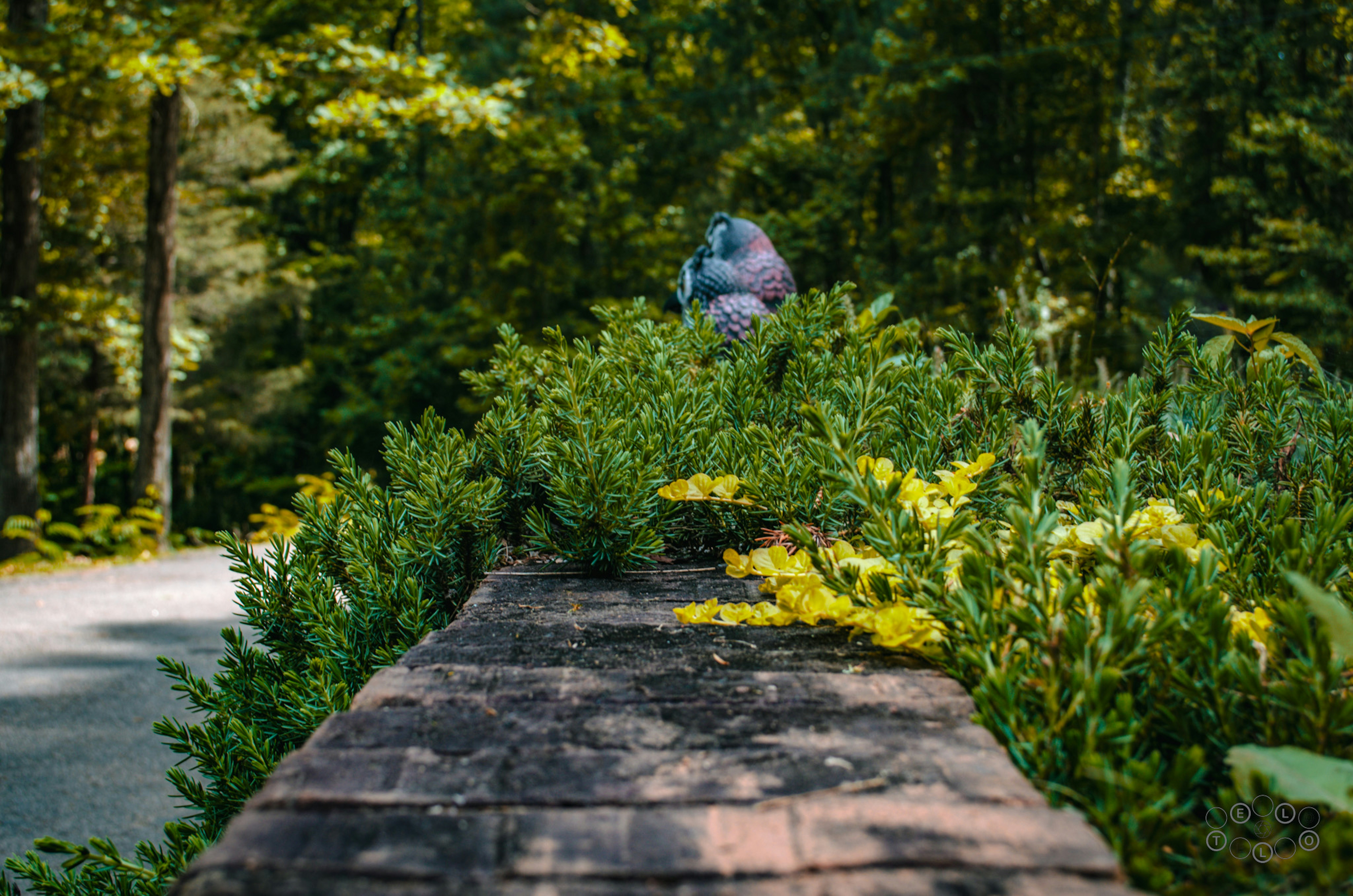 Pigeon on a Mossy Brick Parapet Framing a Sunlit Garden Path