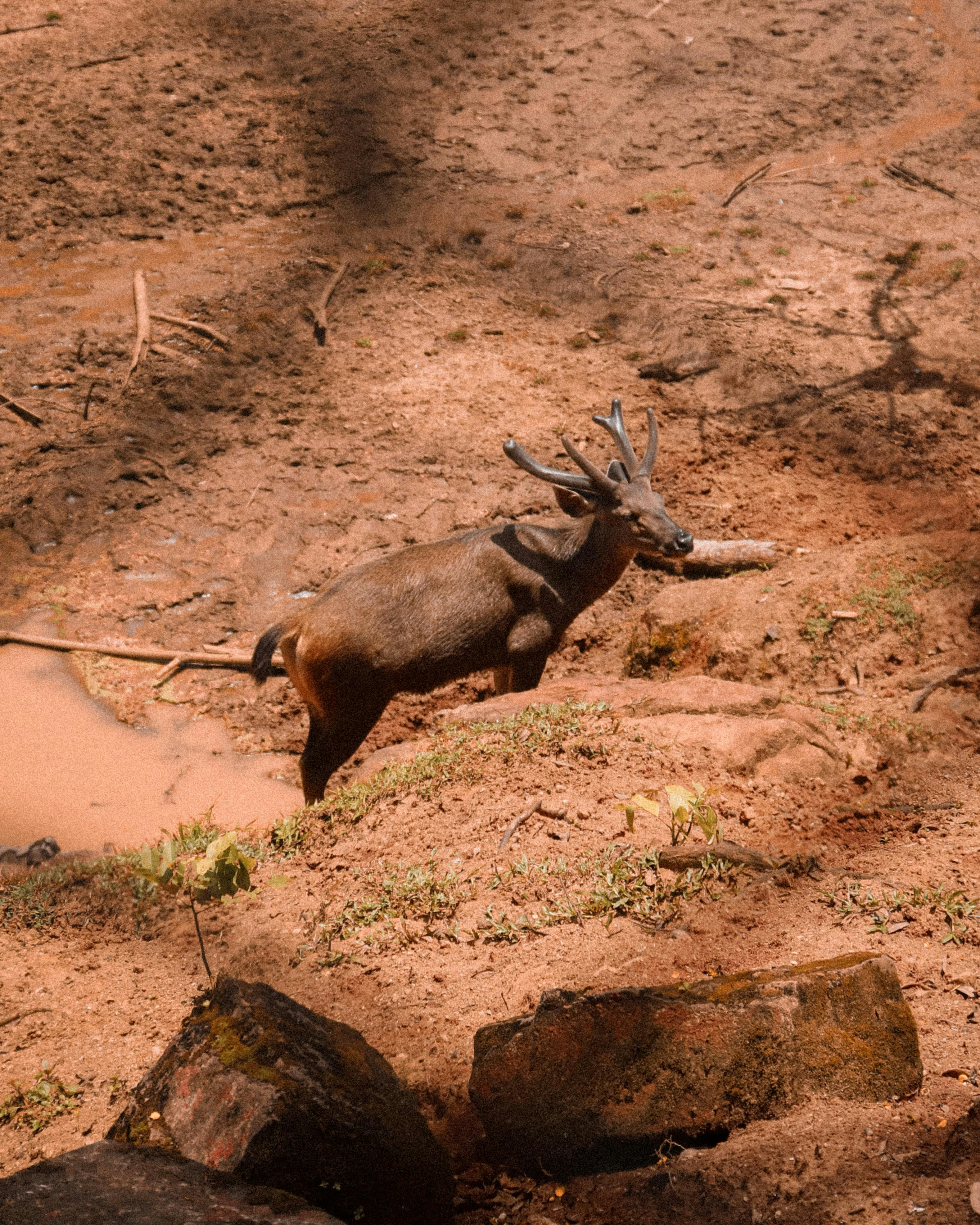 Stag on the Parched Riverbank: A Moment in Earthen Light
