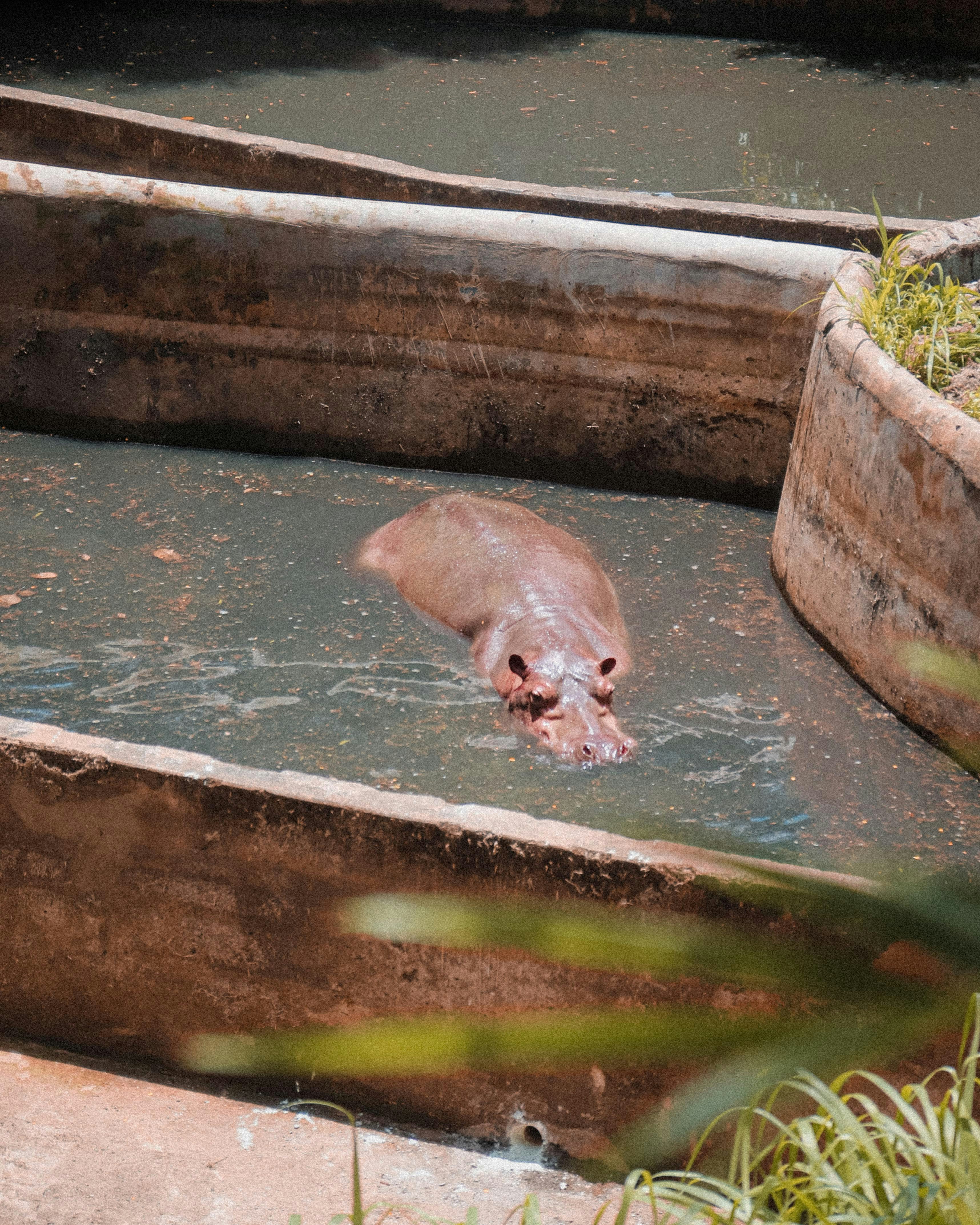 Mud-Washed Habitat: A Hippo Emerges in a Walled Concrete Pool