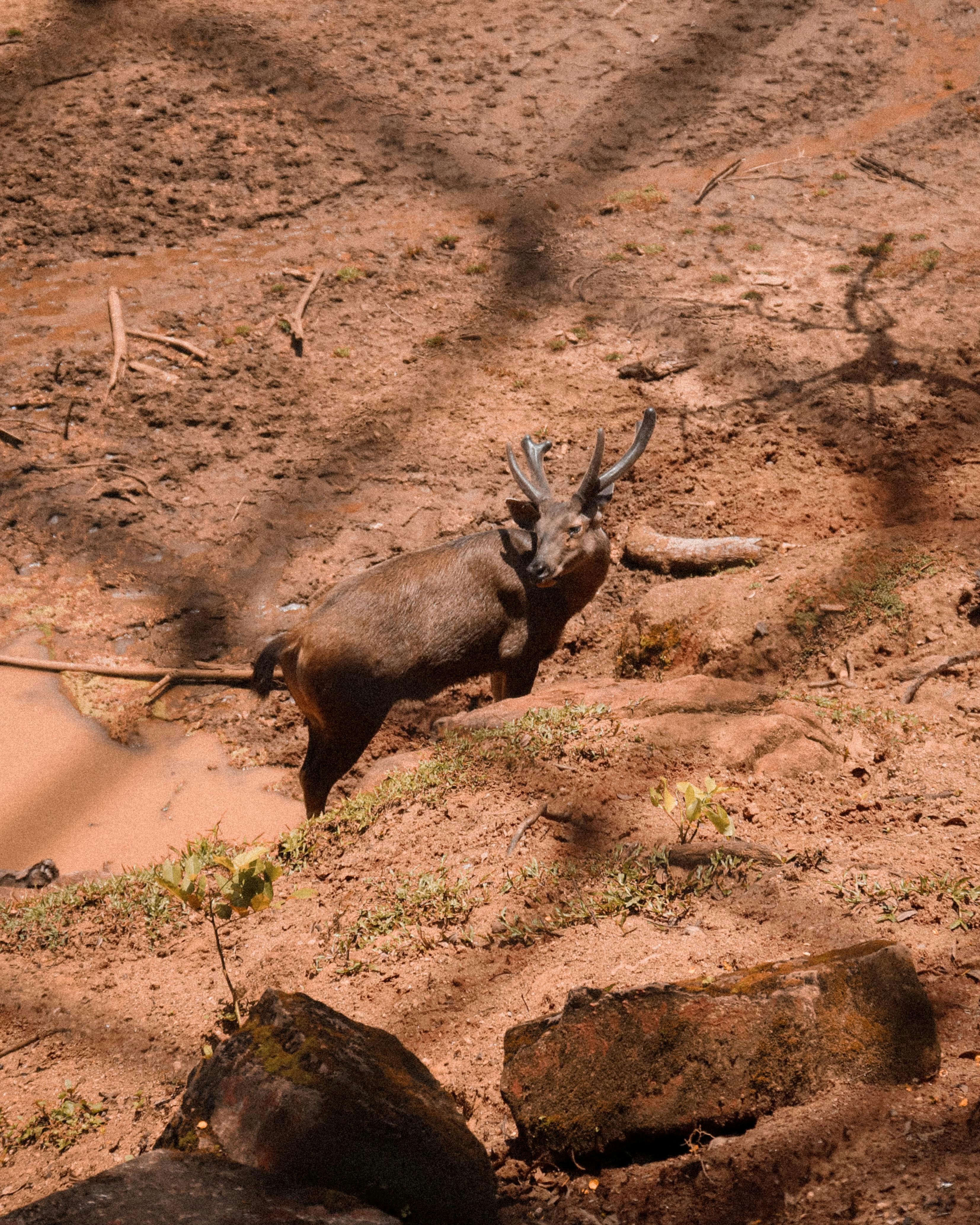 A lone antelope on sunlit red earth
