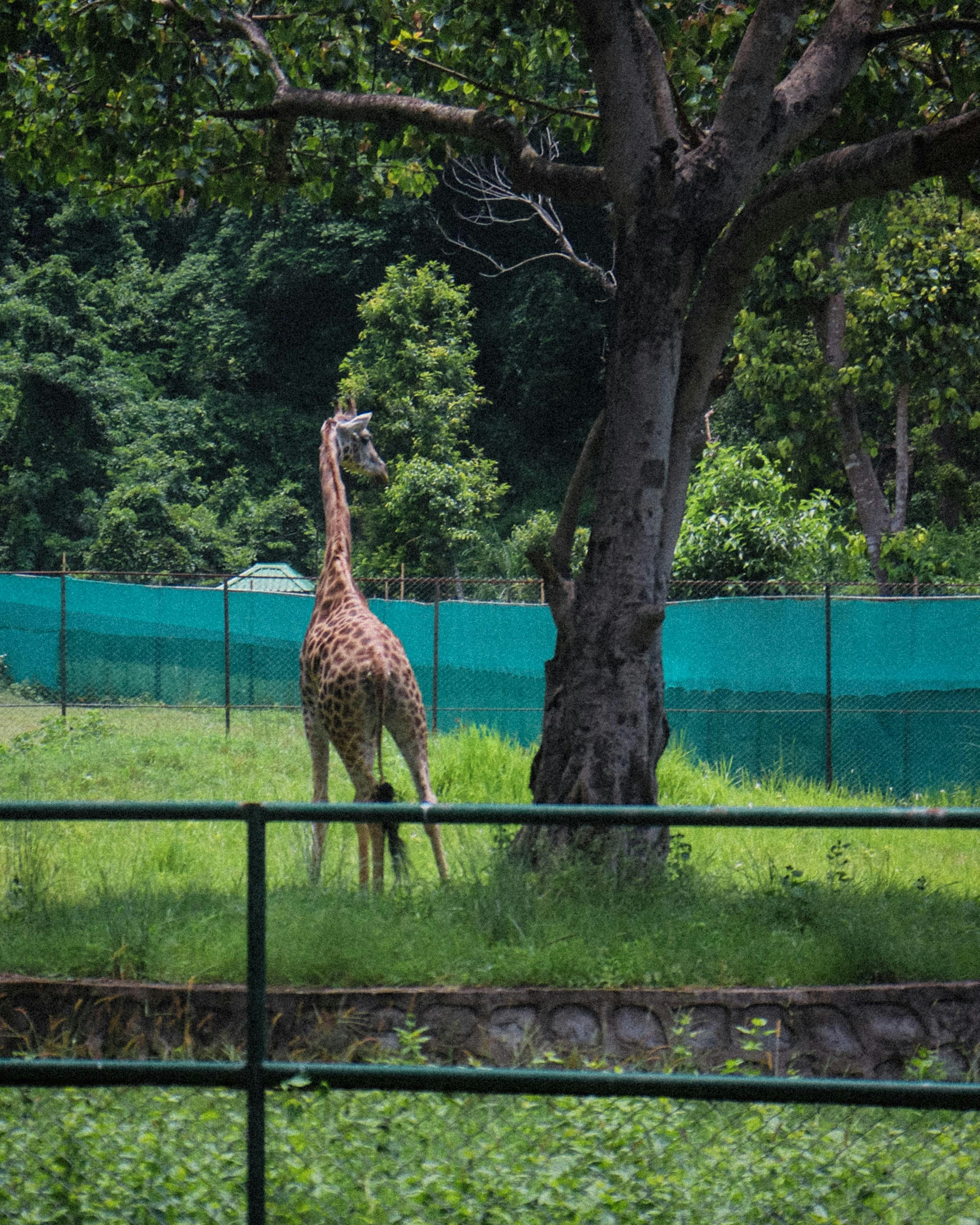 Giraffe at the Verge of a Turquoise Enclosure