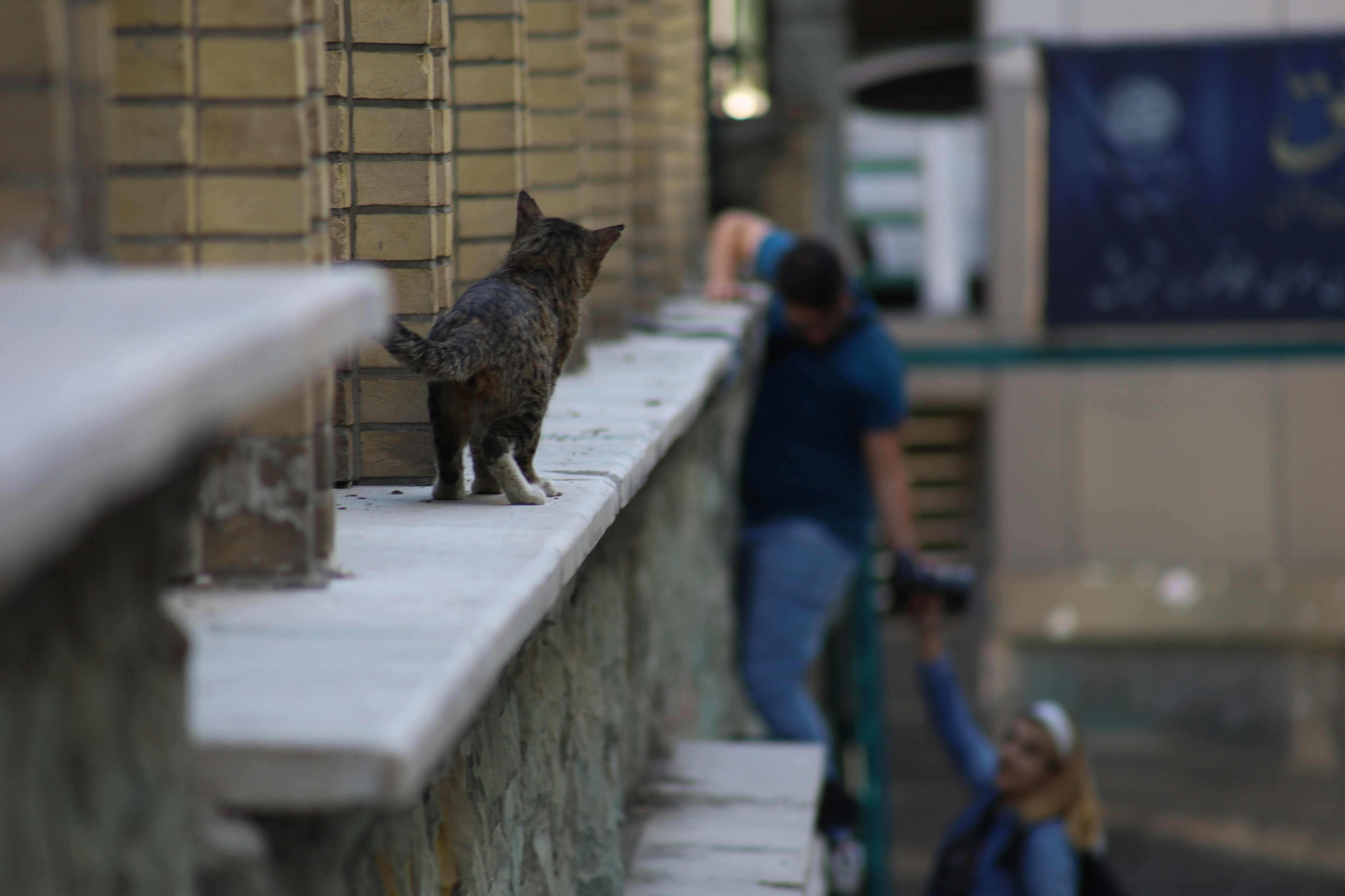 Urban Ledge Scout: Cat perched on a weathered brick ledge as bystanders blur
