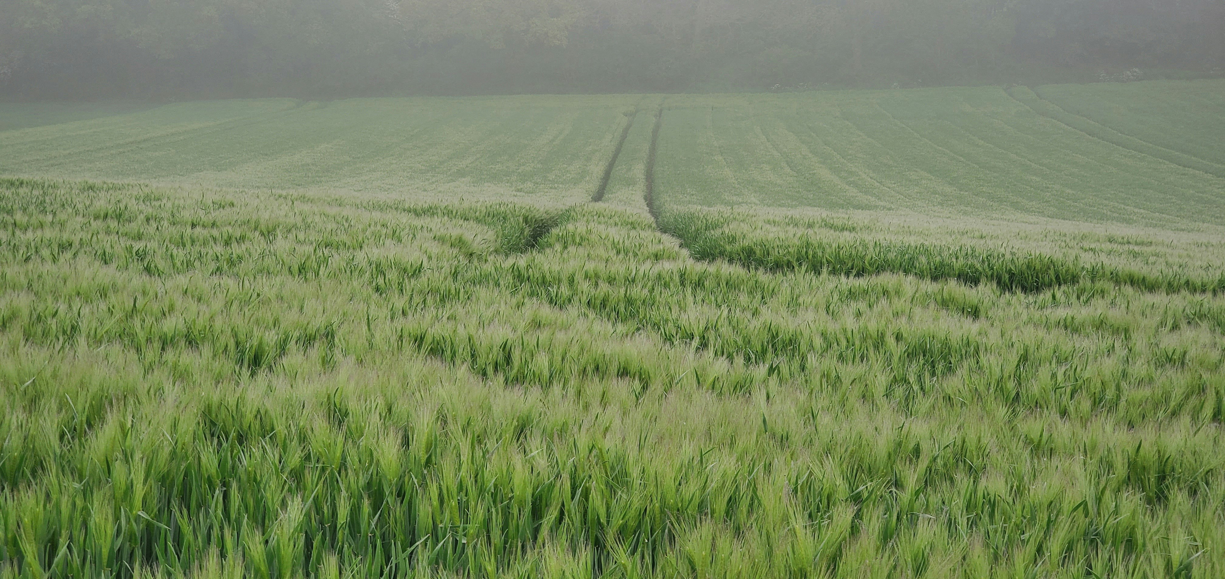 Farmland in fog.