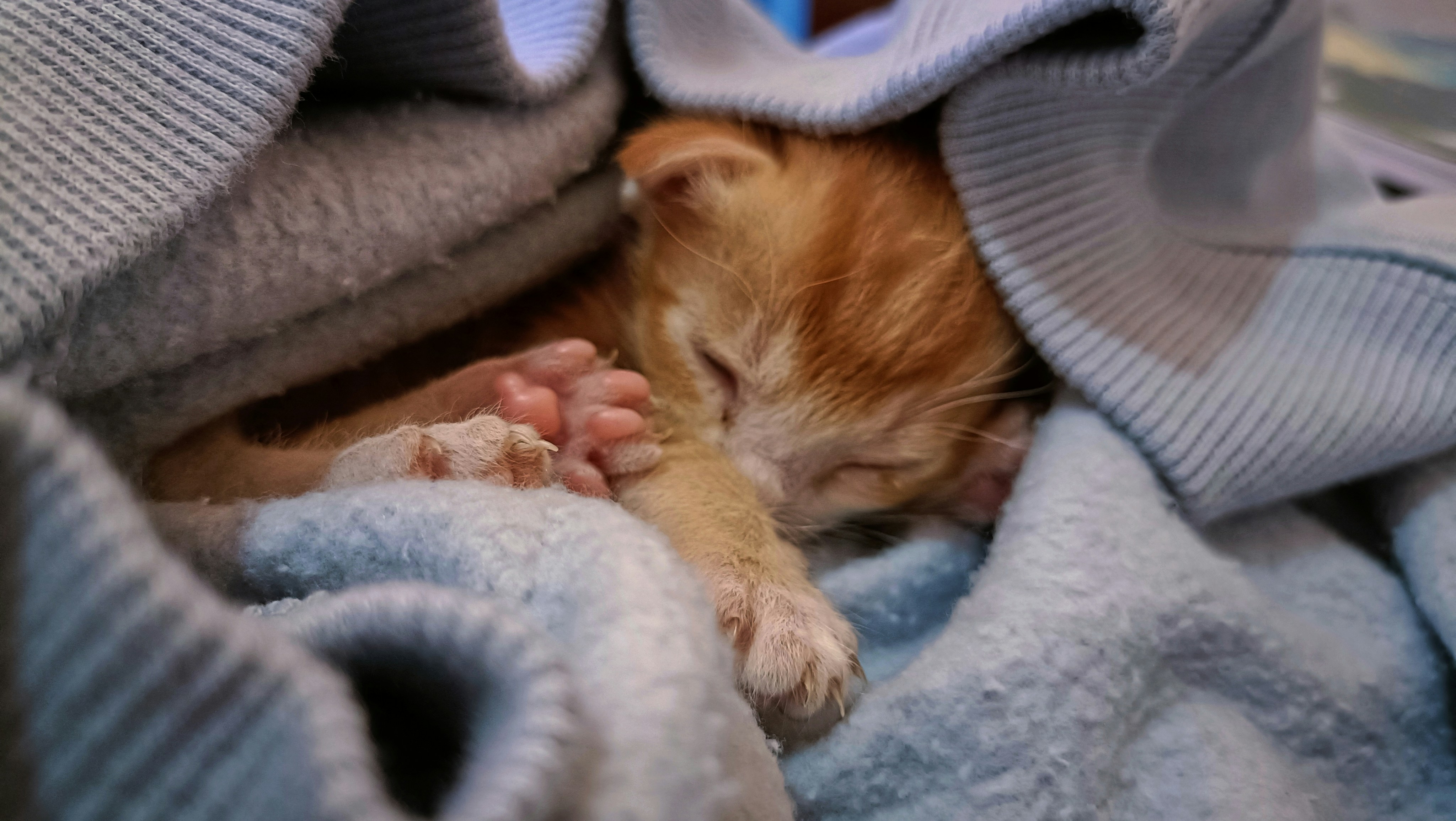 A tiny orange kitten peacefully sleeps tucked under a plush blue blanket, paws peeking out. This close-up photograph captures a cozy, intimate moment of warmth.