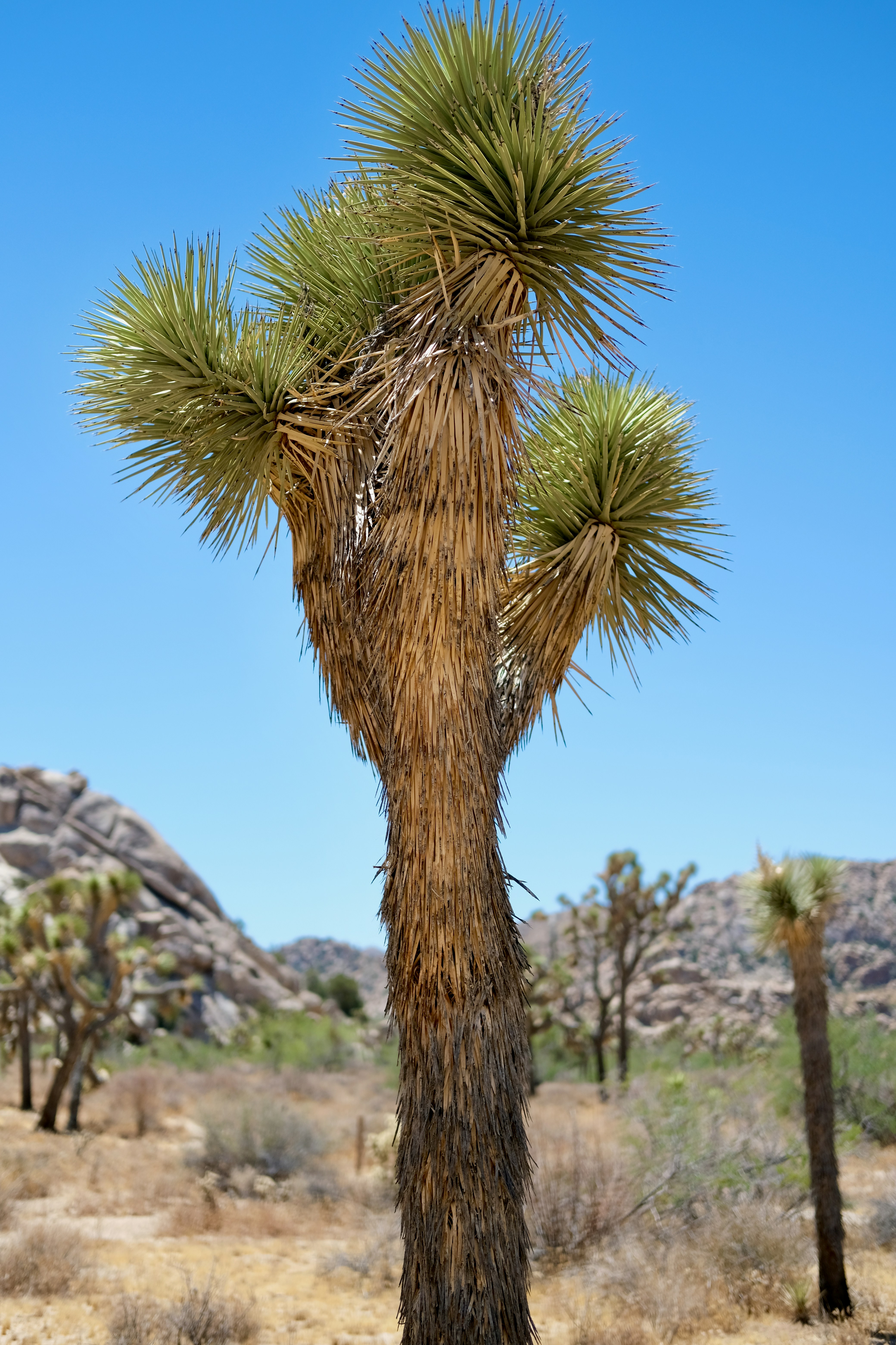 Josha Tree National Park Photos | Télécharger des images gratuites sur ...