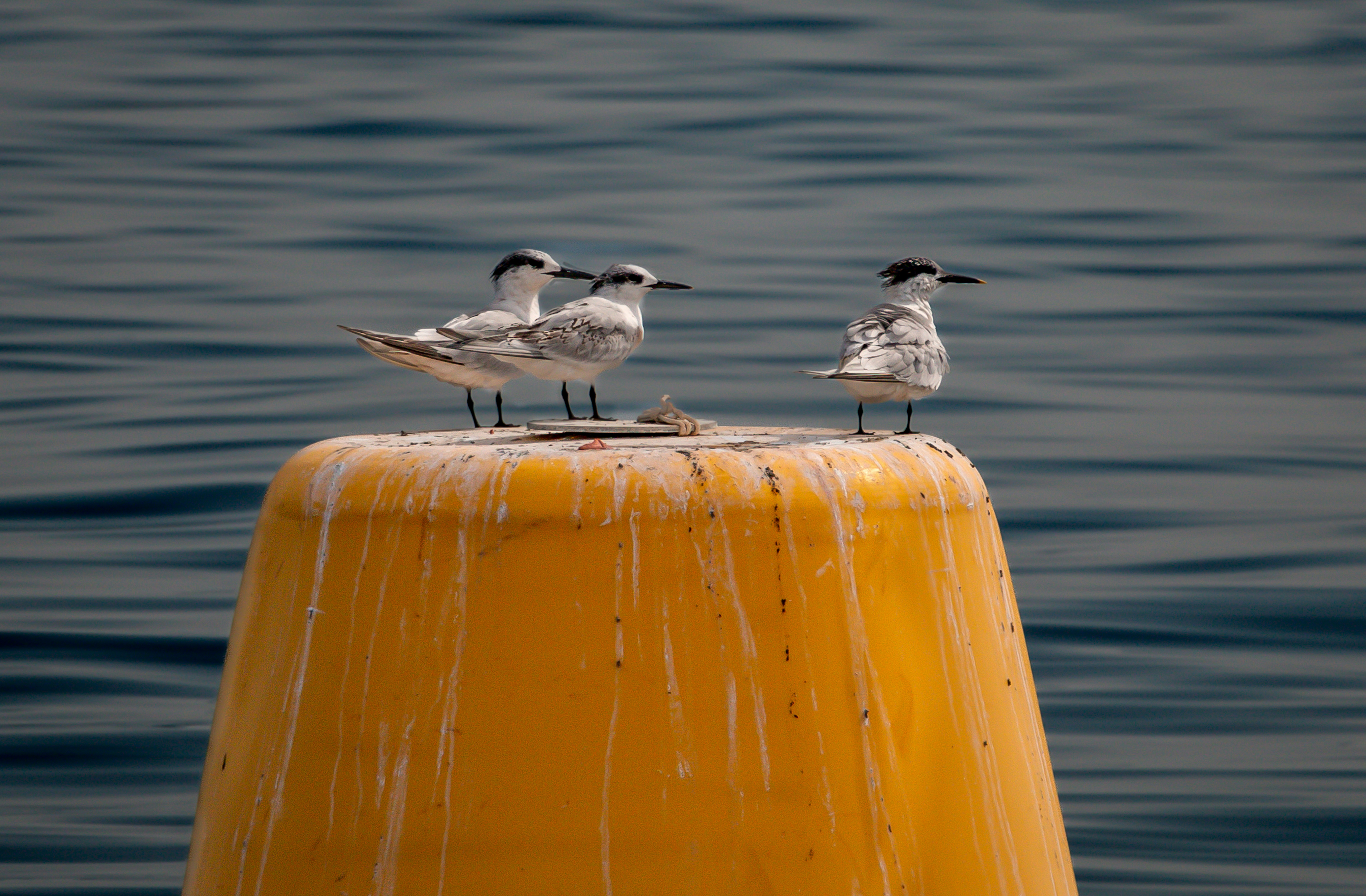 Three Terns on a Weathered Buoy