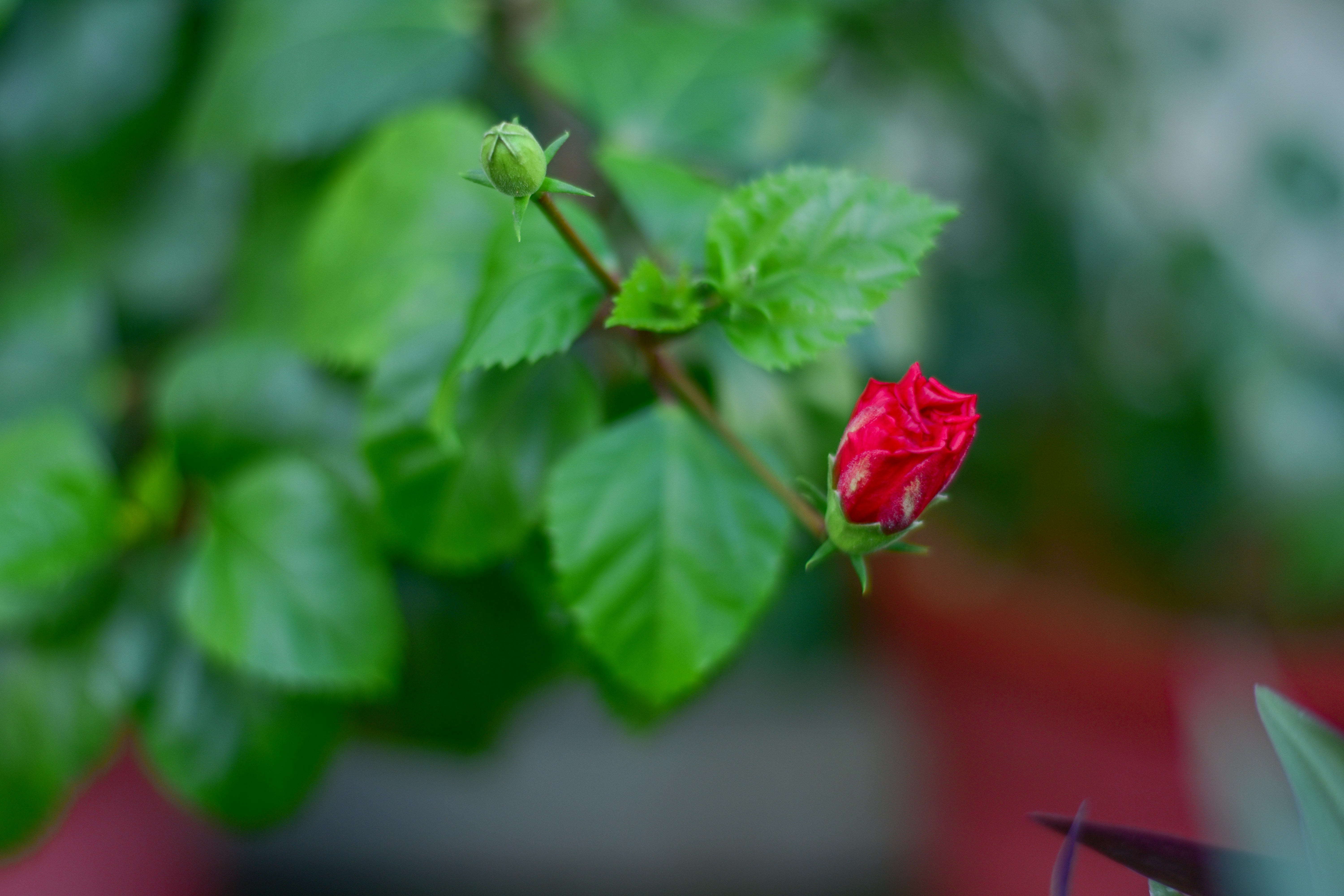 Red Bud Amid Greenery: A Budding Focus in a Garden Moment