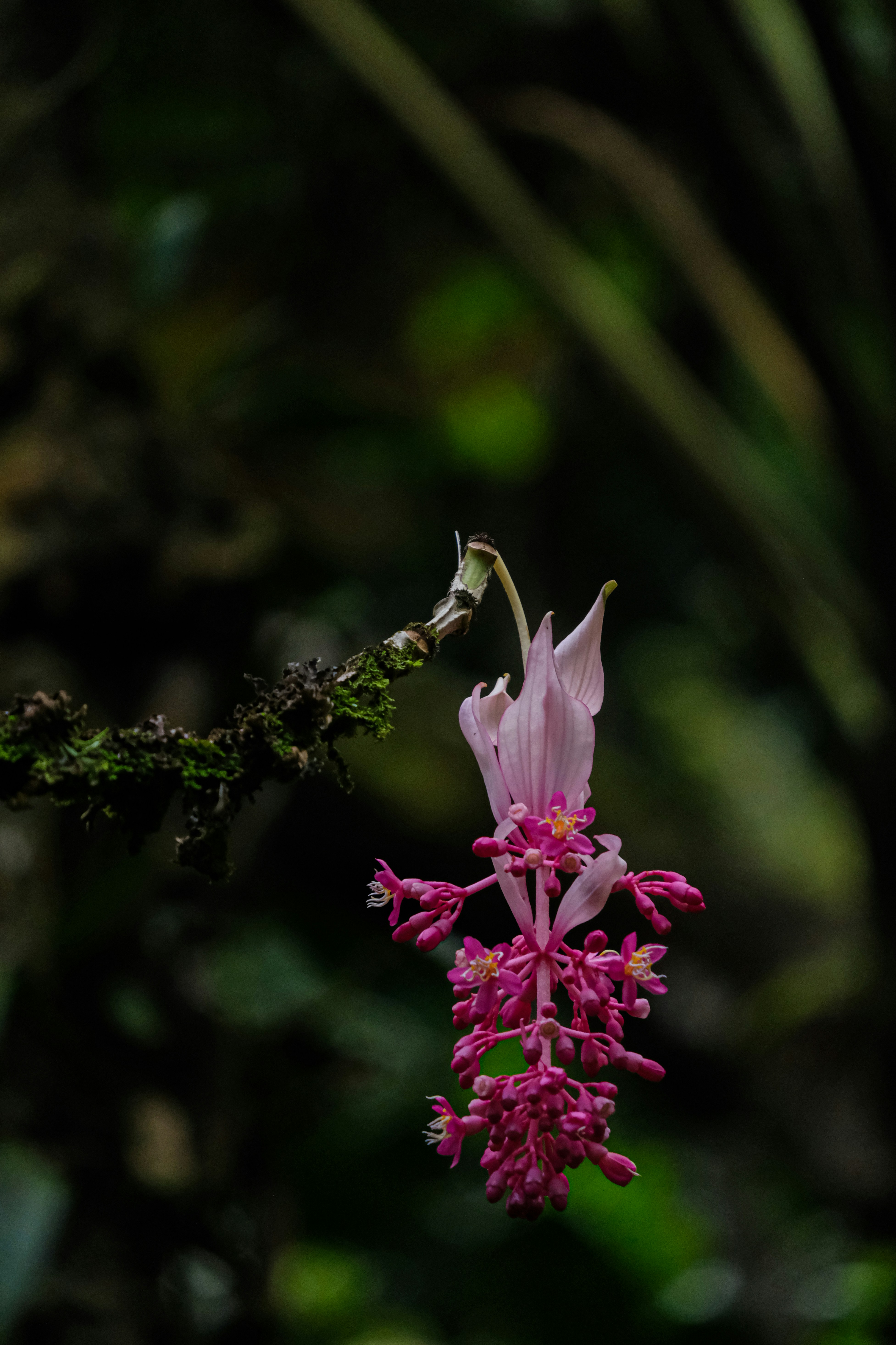Pink Orchid Cascade: A single bloom in a shadowed canopy