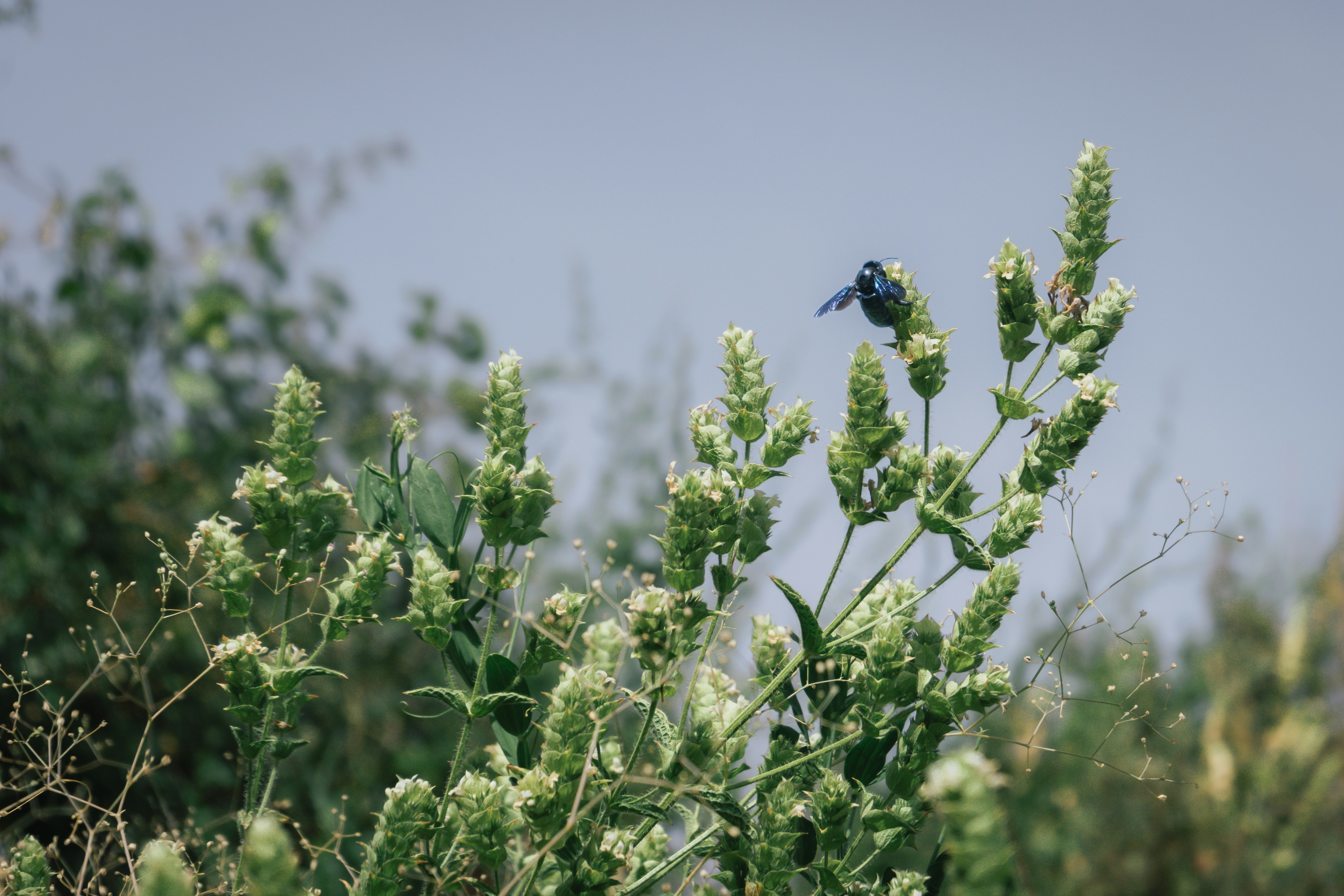 Dragonfly Crowned by Seeded Stems in Sunlit Bush