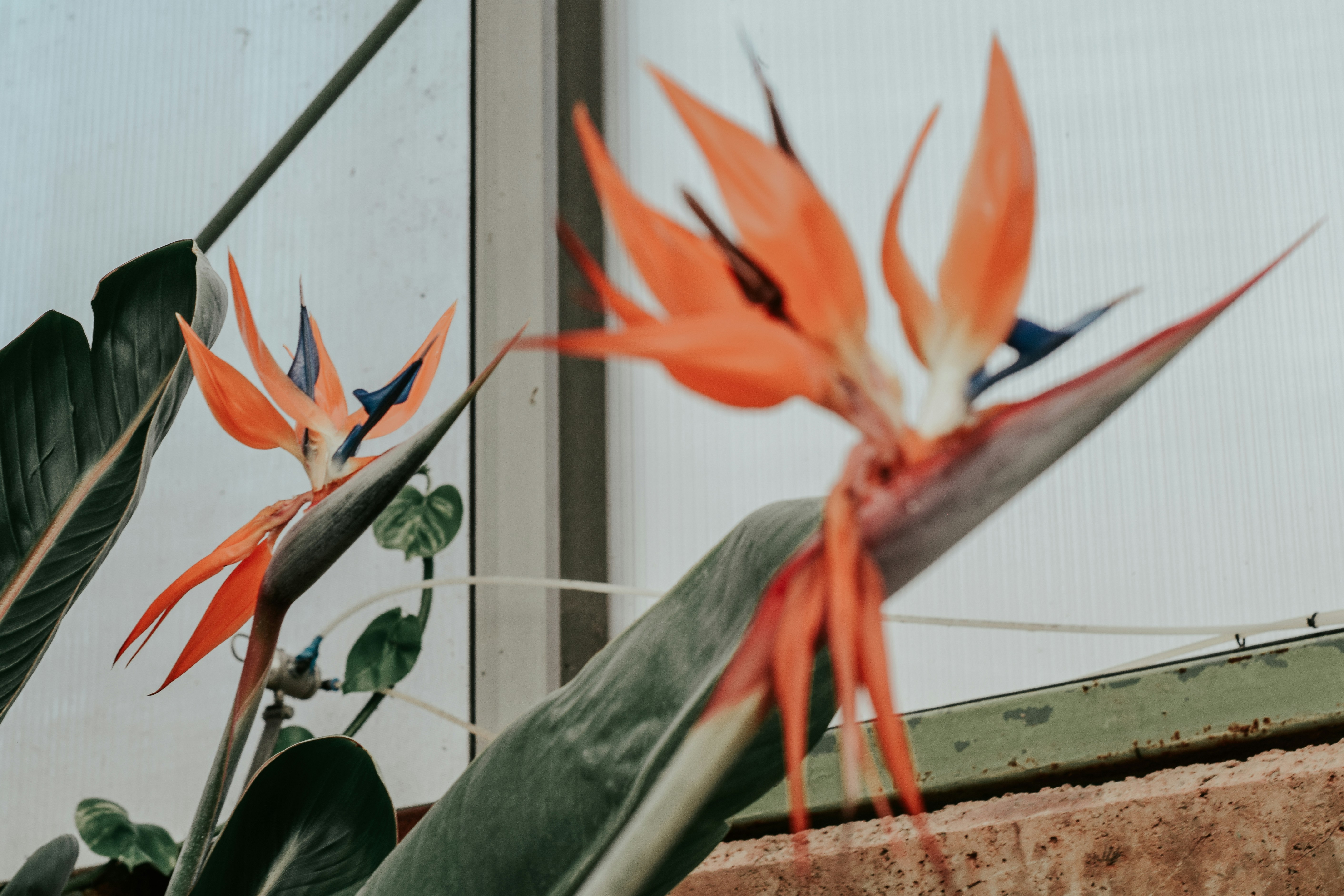 Bird of Paradise Bloom in Glasshouse Light