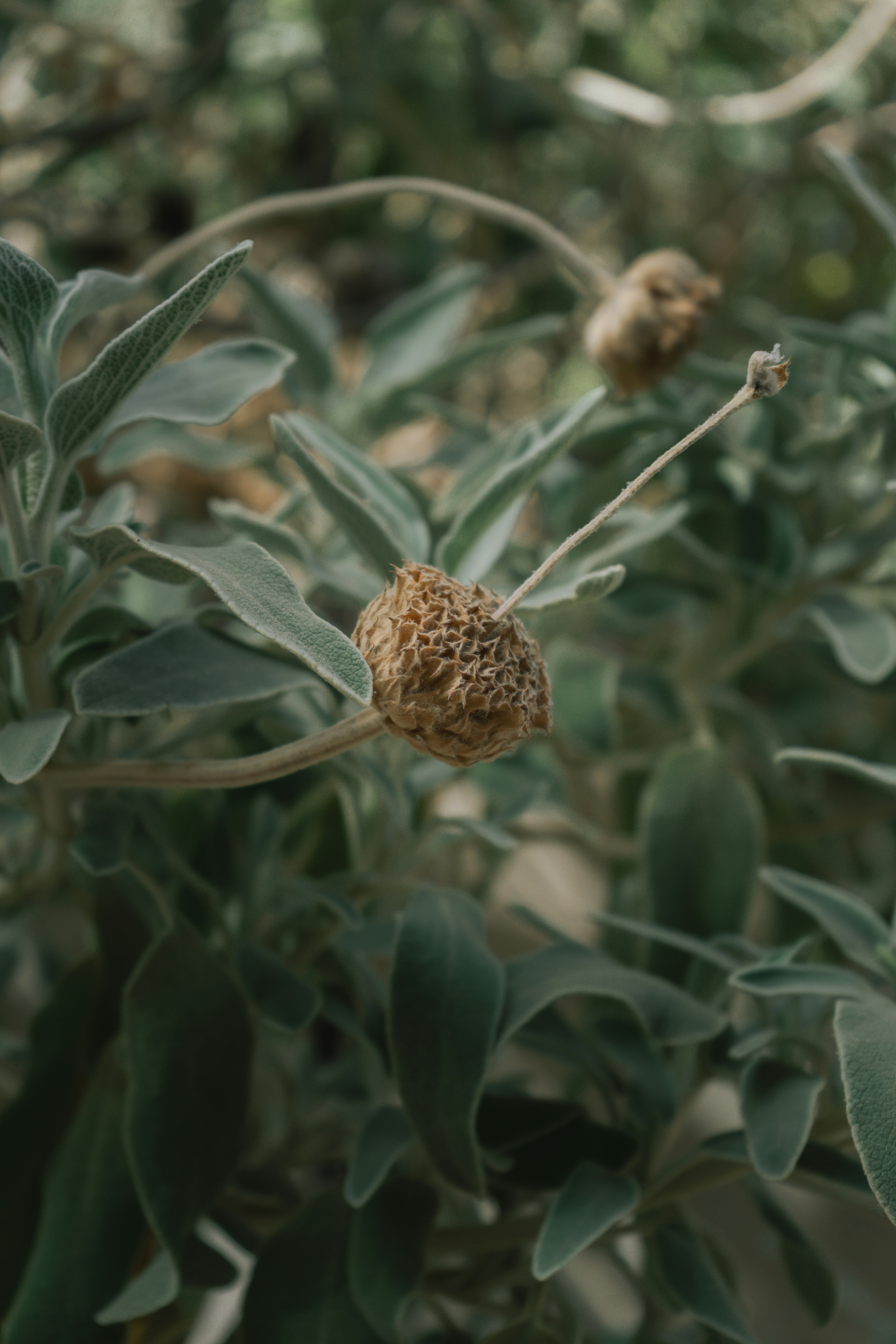 Dusty Seed Head Amid Silvery Sage Leaves
