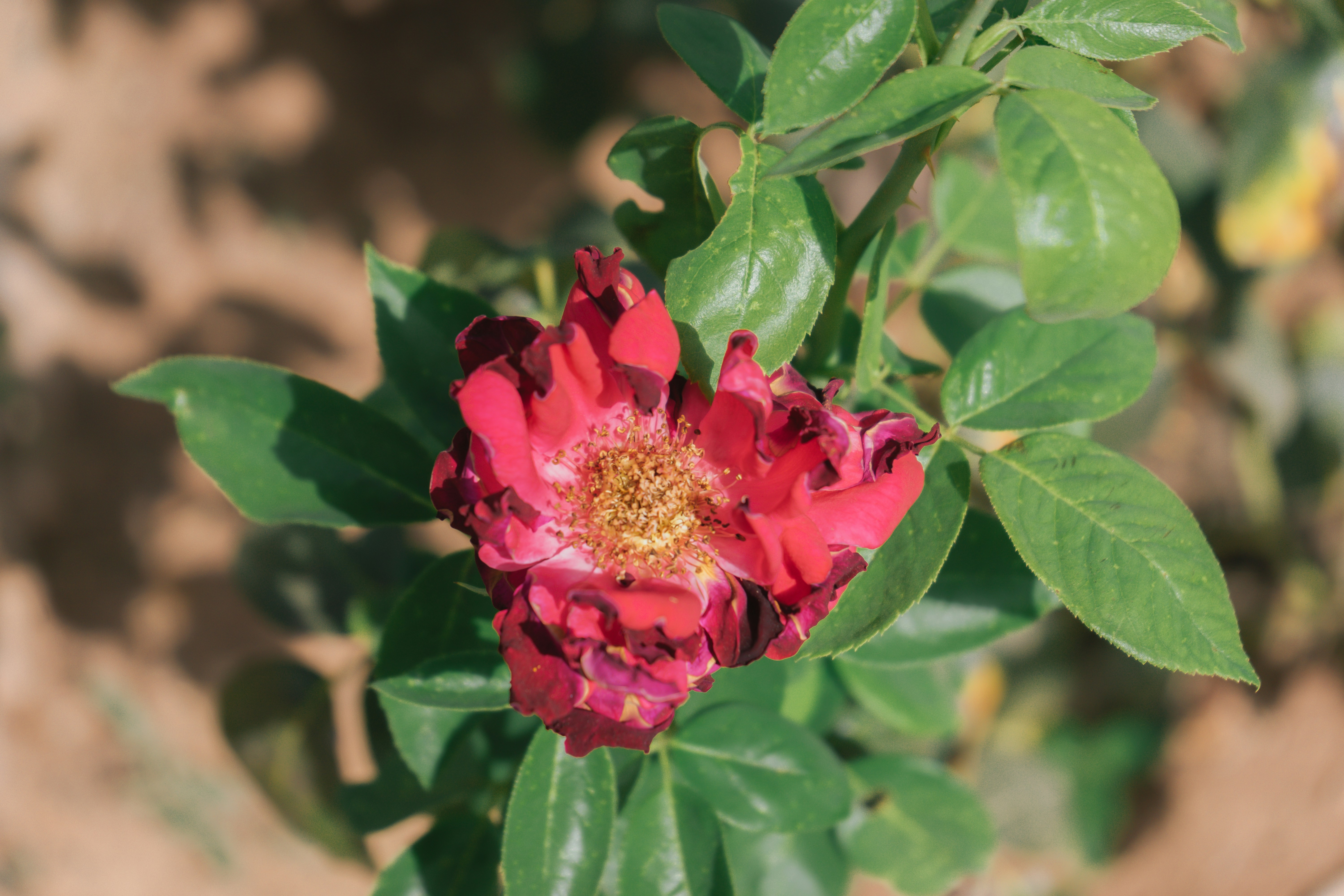 Crimson Rose in Soft Backdrop: A Precise Close-Up Study