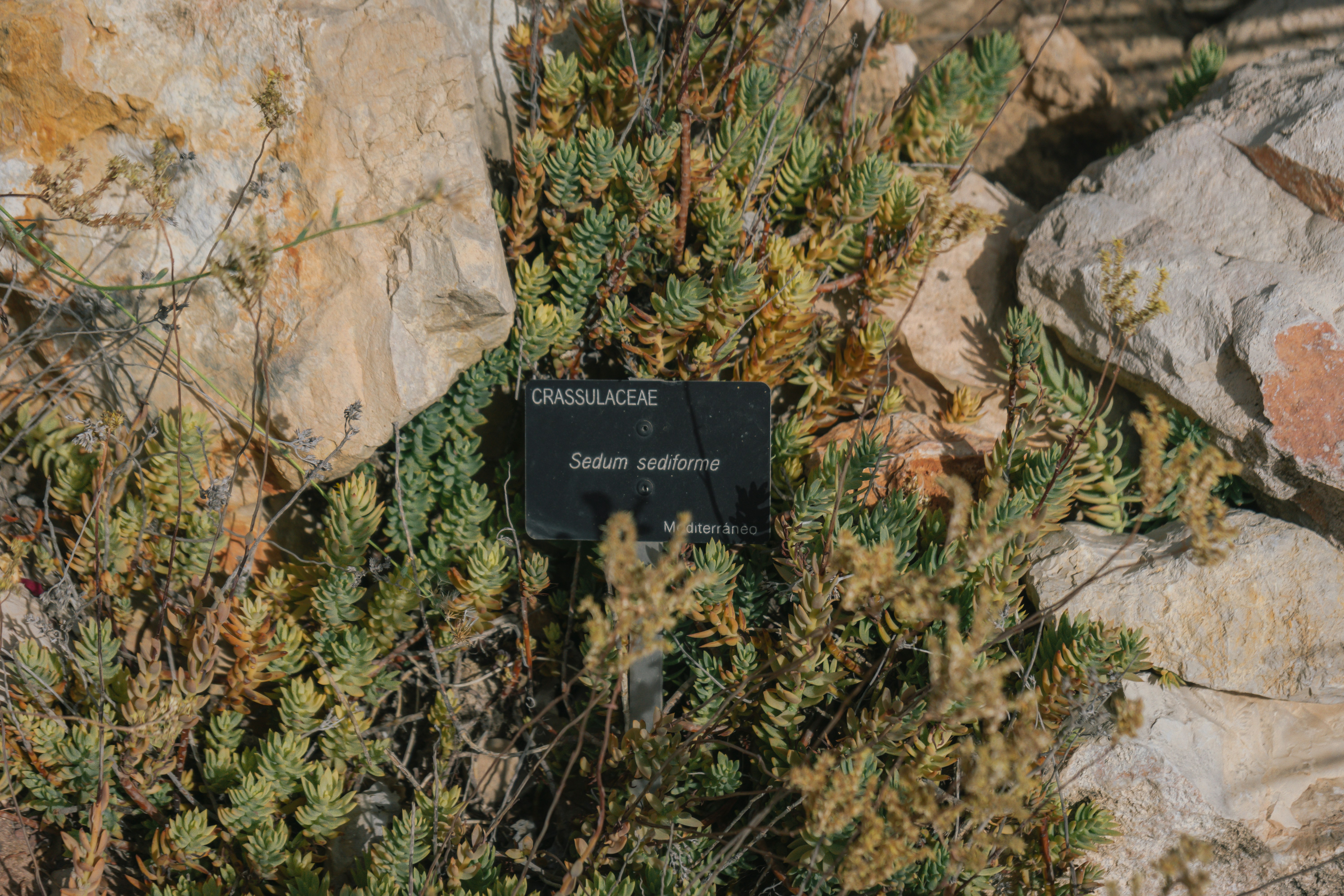 Sedum Sediforme's Quiet Marker Among Weathered Stones