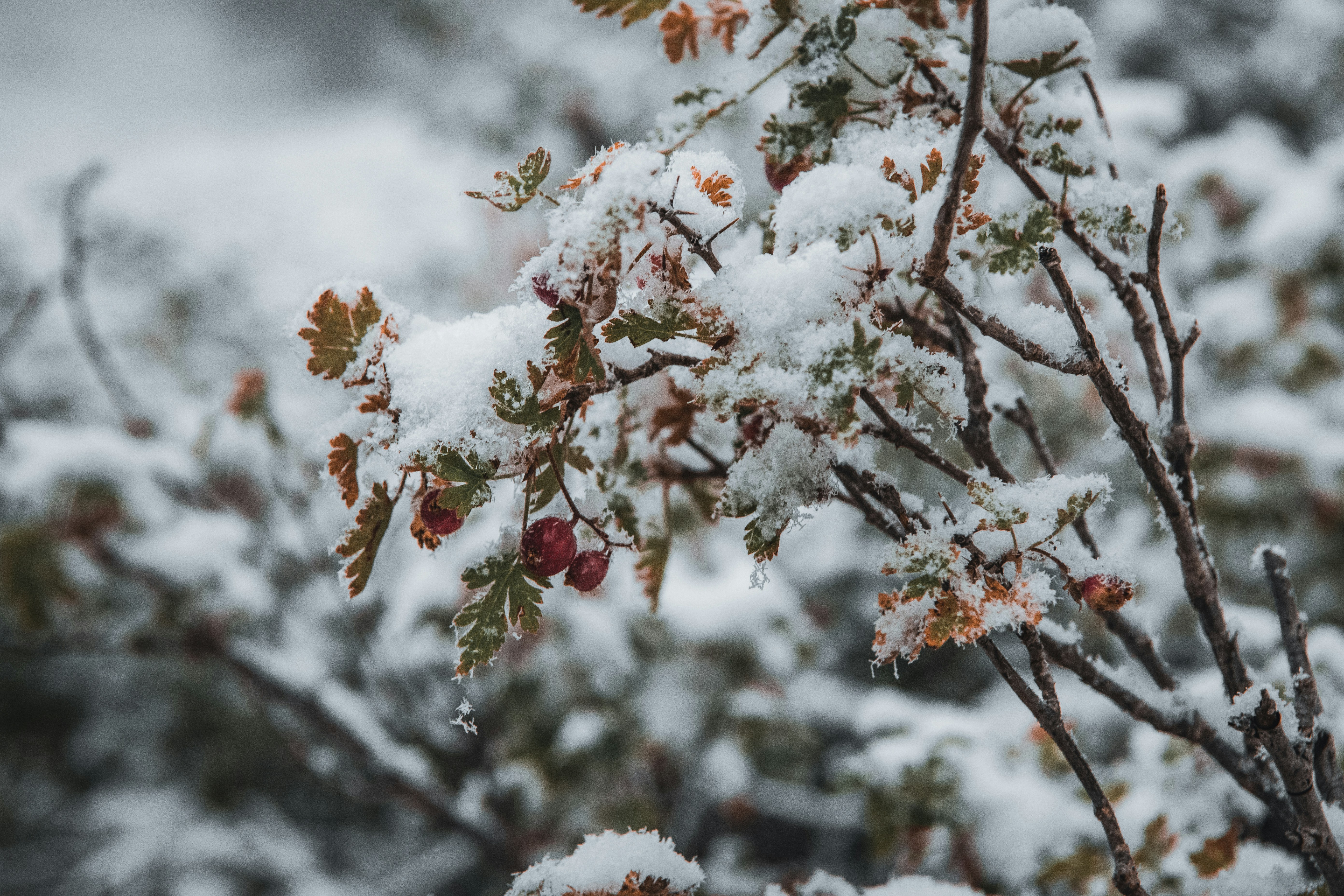 Winter's Embrace on Berry Laden Branches