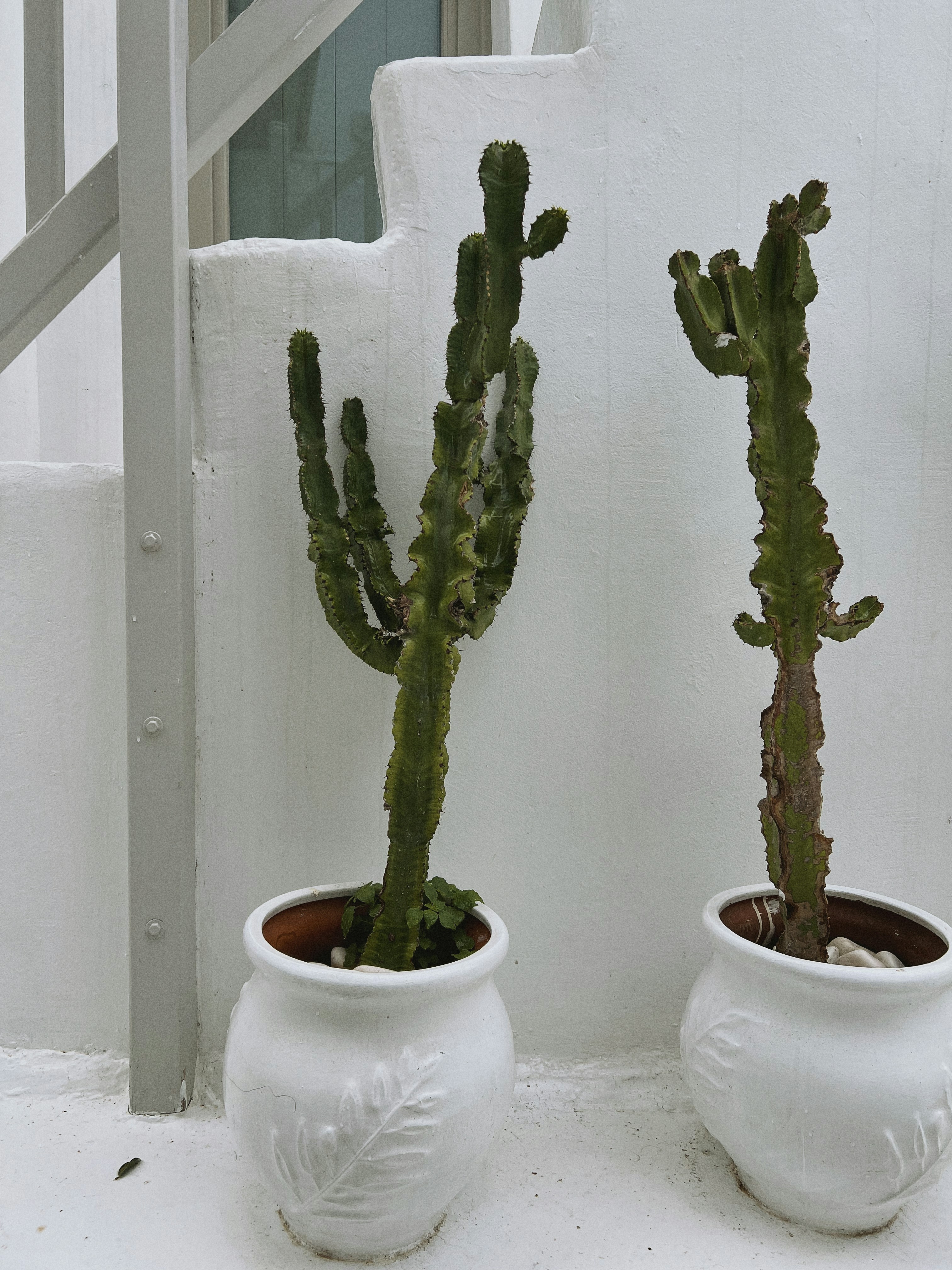 Succulent Silhouettes Against Minimalist Architecture