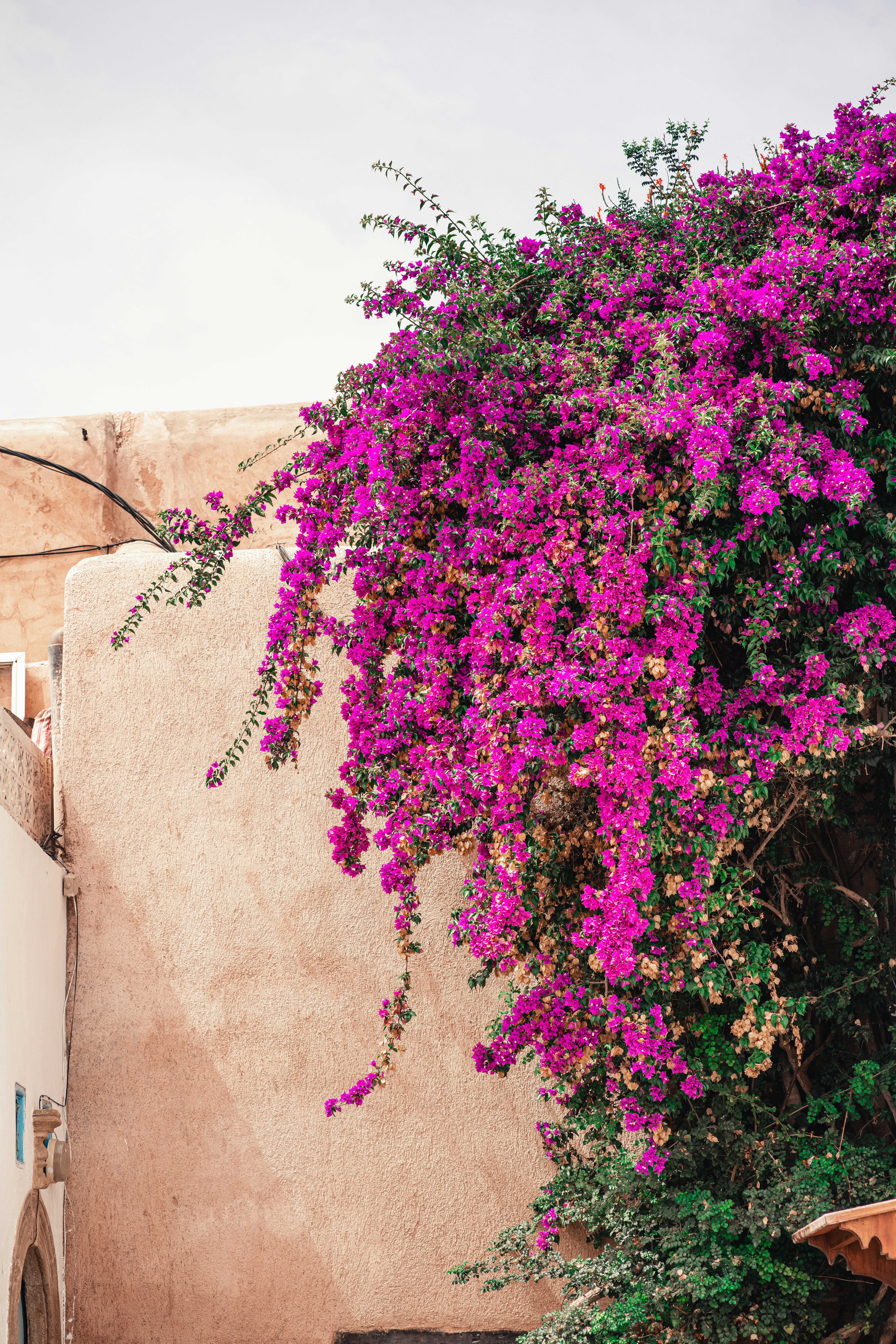 A bush of purple flowers next to a building photo – Free Marrocos Image ...
