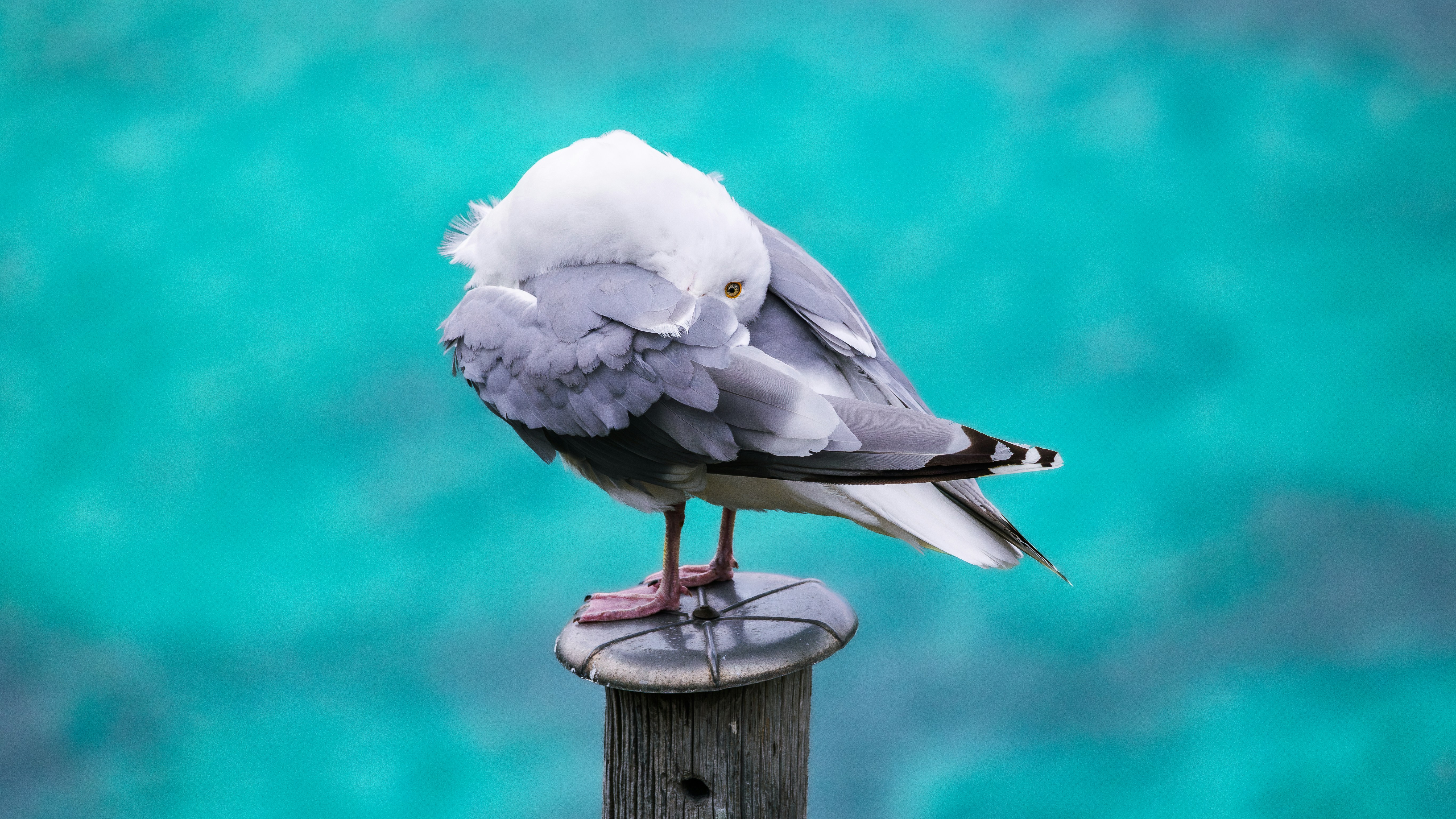 Azure Sentinel: Seagull Perched Over a Turquoise Sea