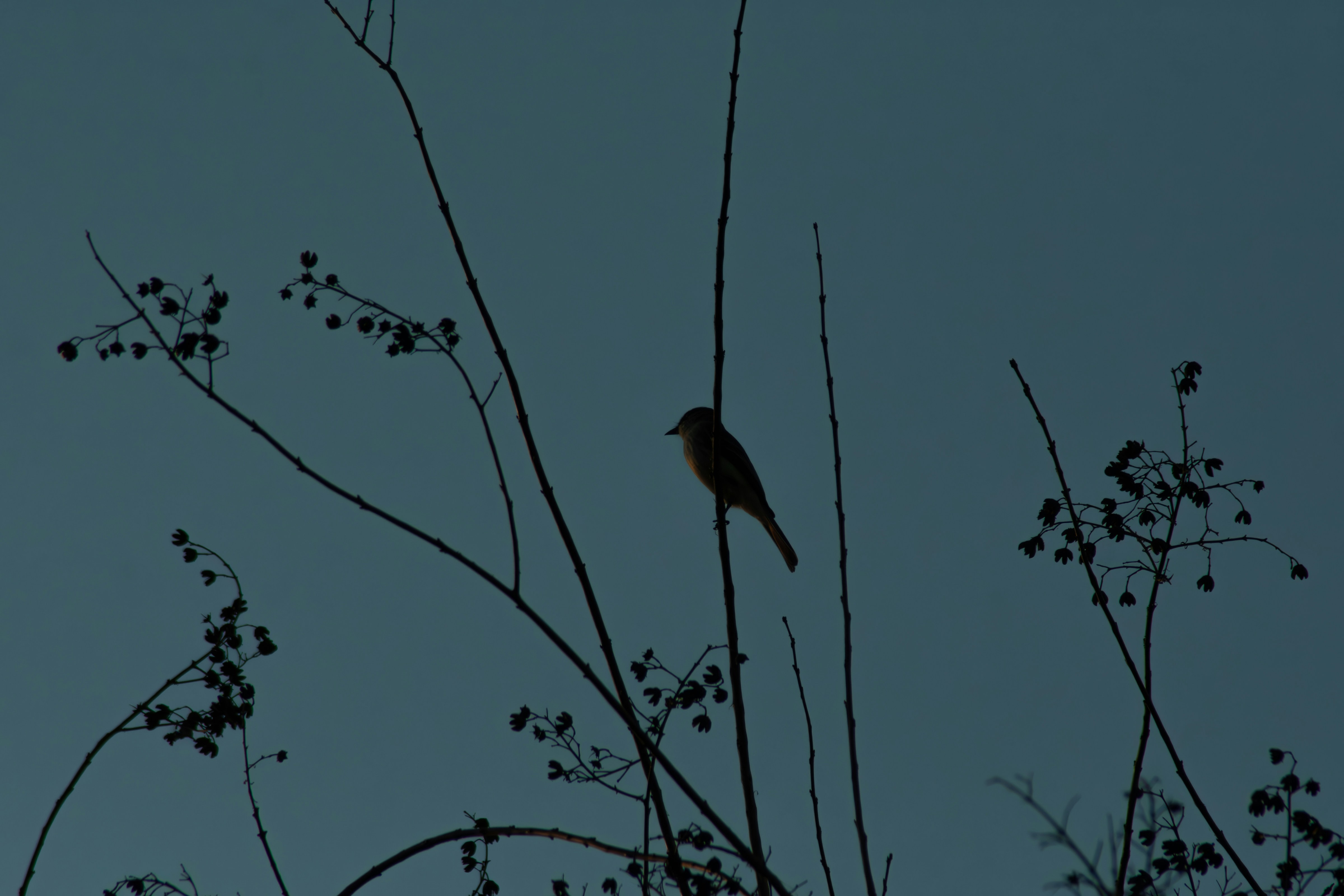 Photo by Chelsey Marques with Nikon D7100