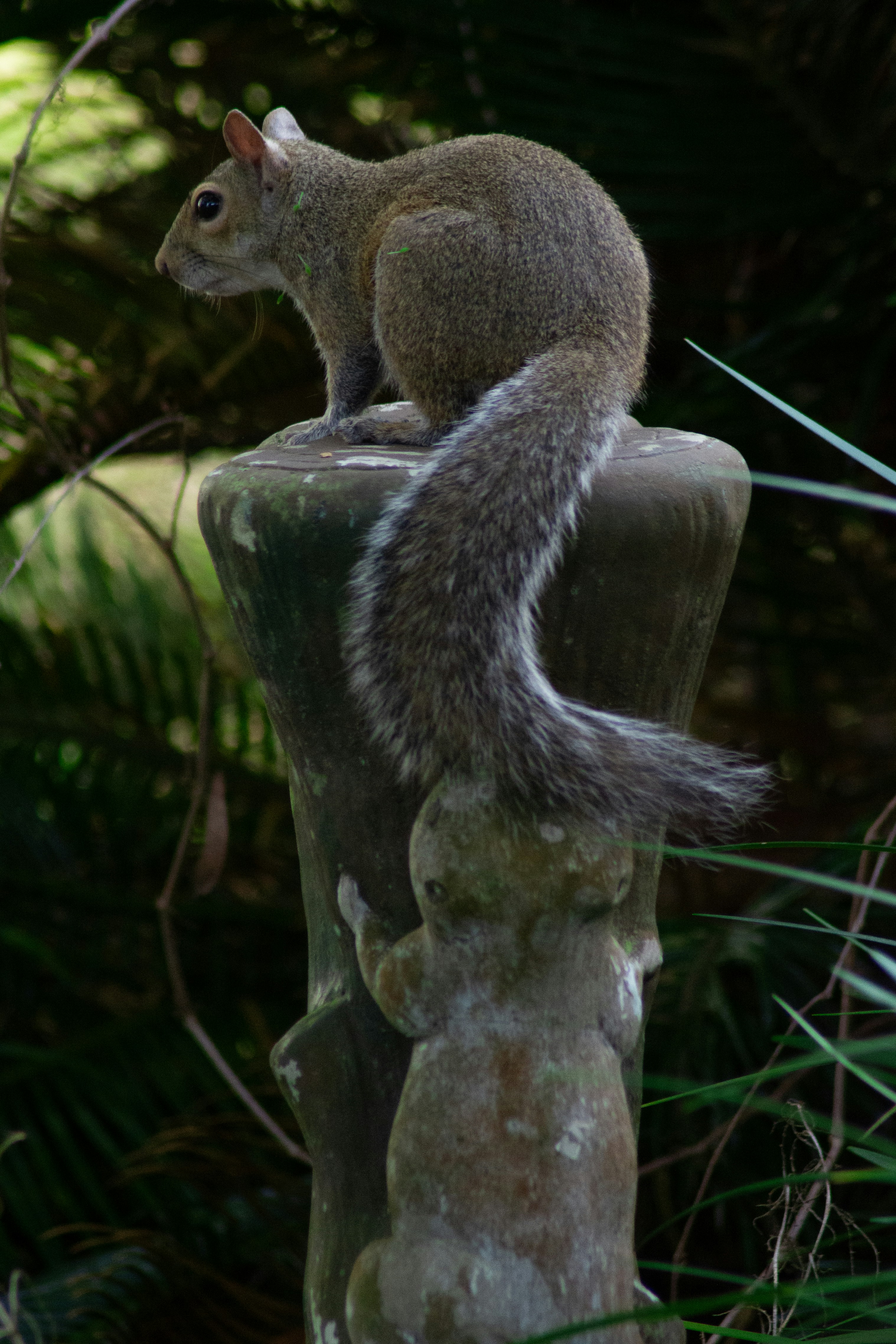 Gray Squirrel on a Weathered Garden Finial: Quiet Focus in Dappled Shade