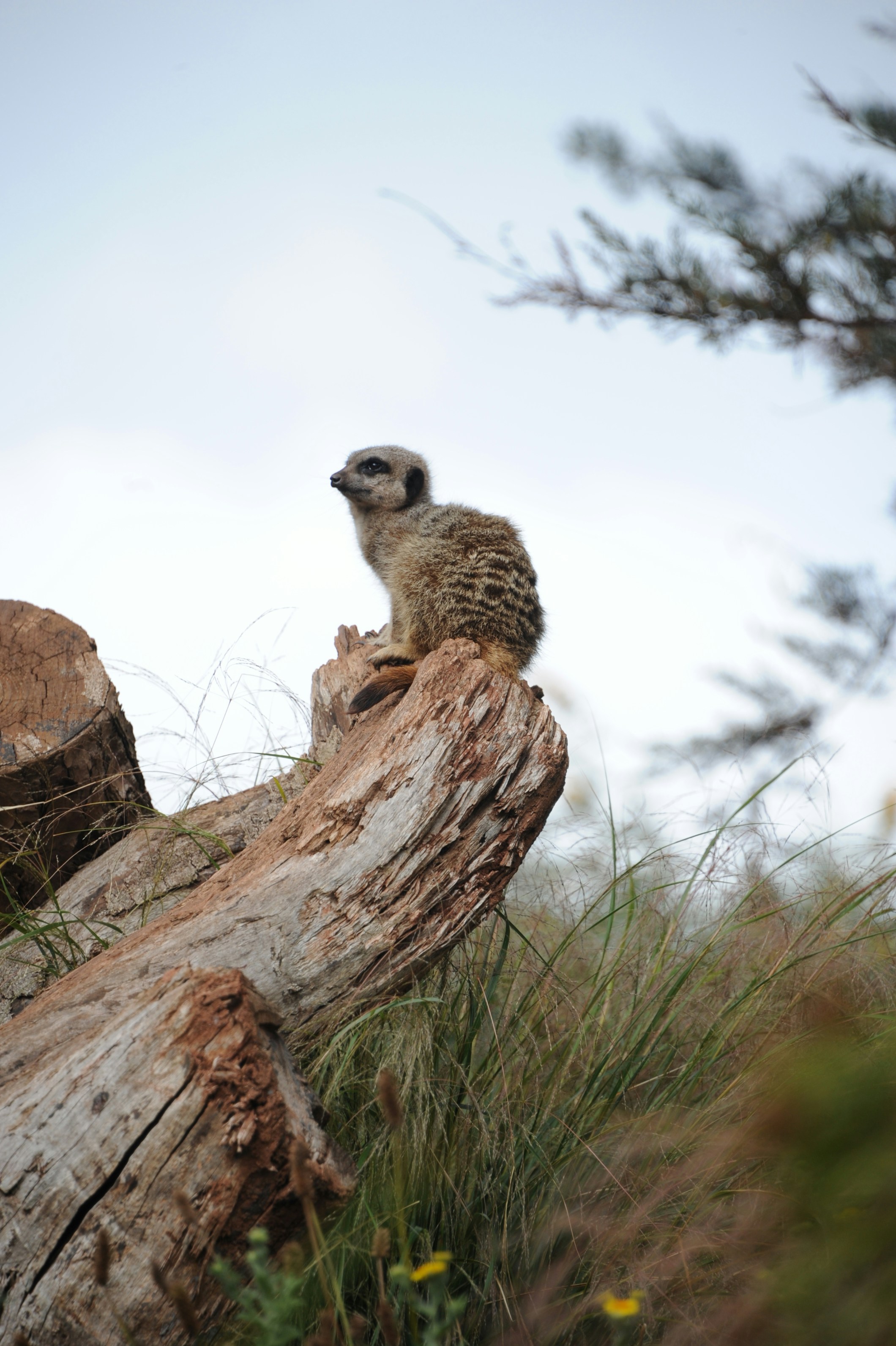 Sentinel on a Weathered Log: A meerkat surveys the grassy savanna