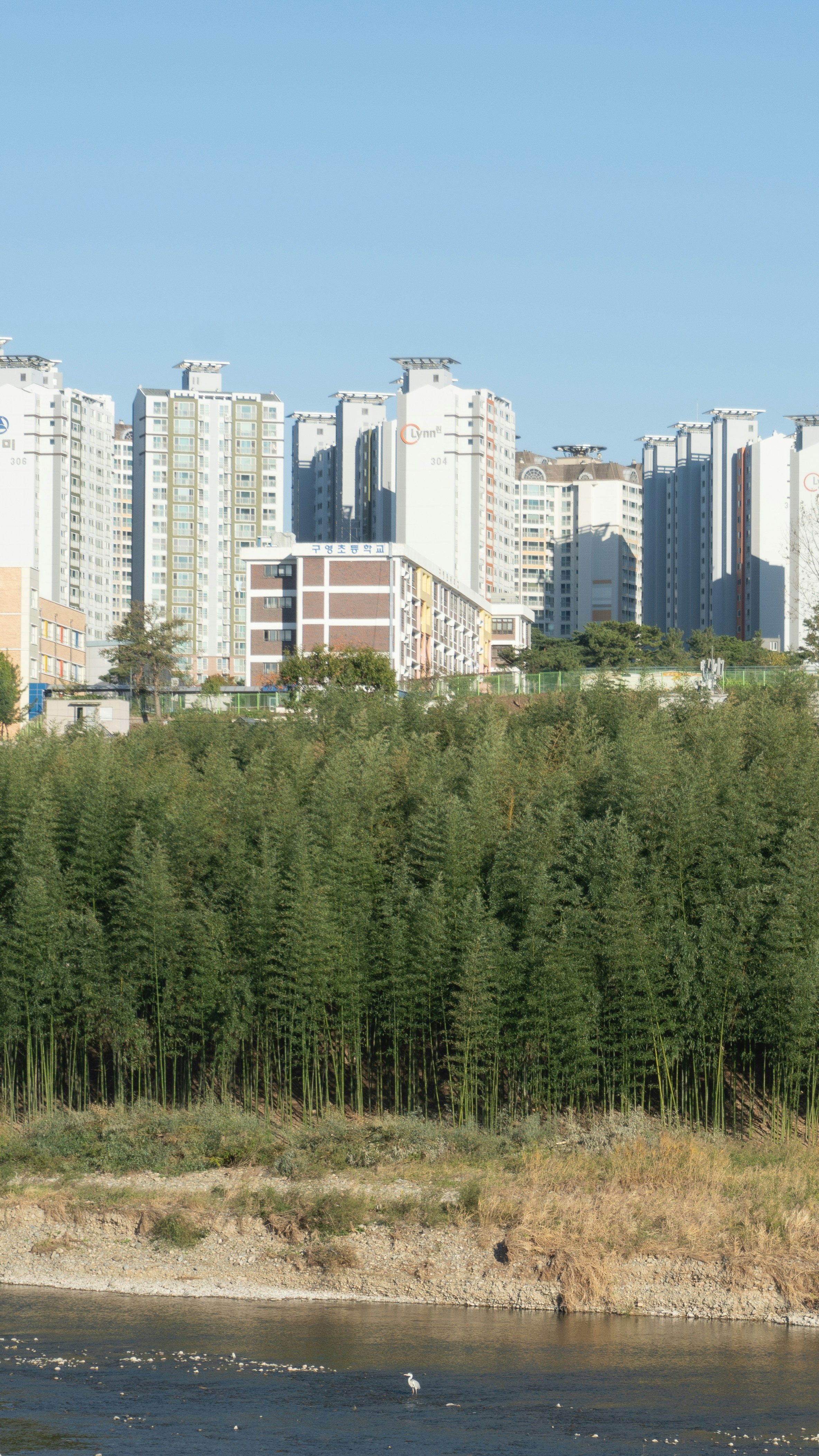 Towers Above the Bamboo Edge: Riverside Cityscape at Noon