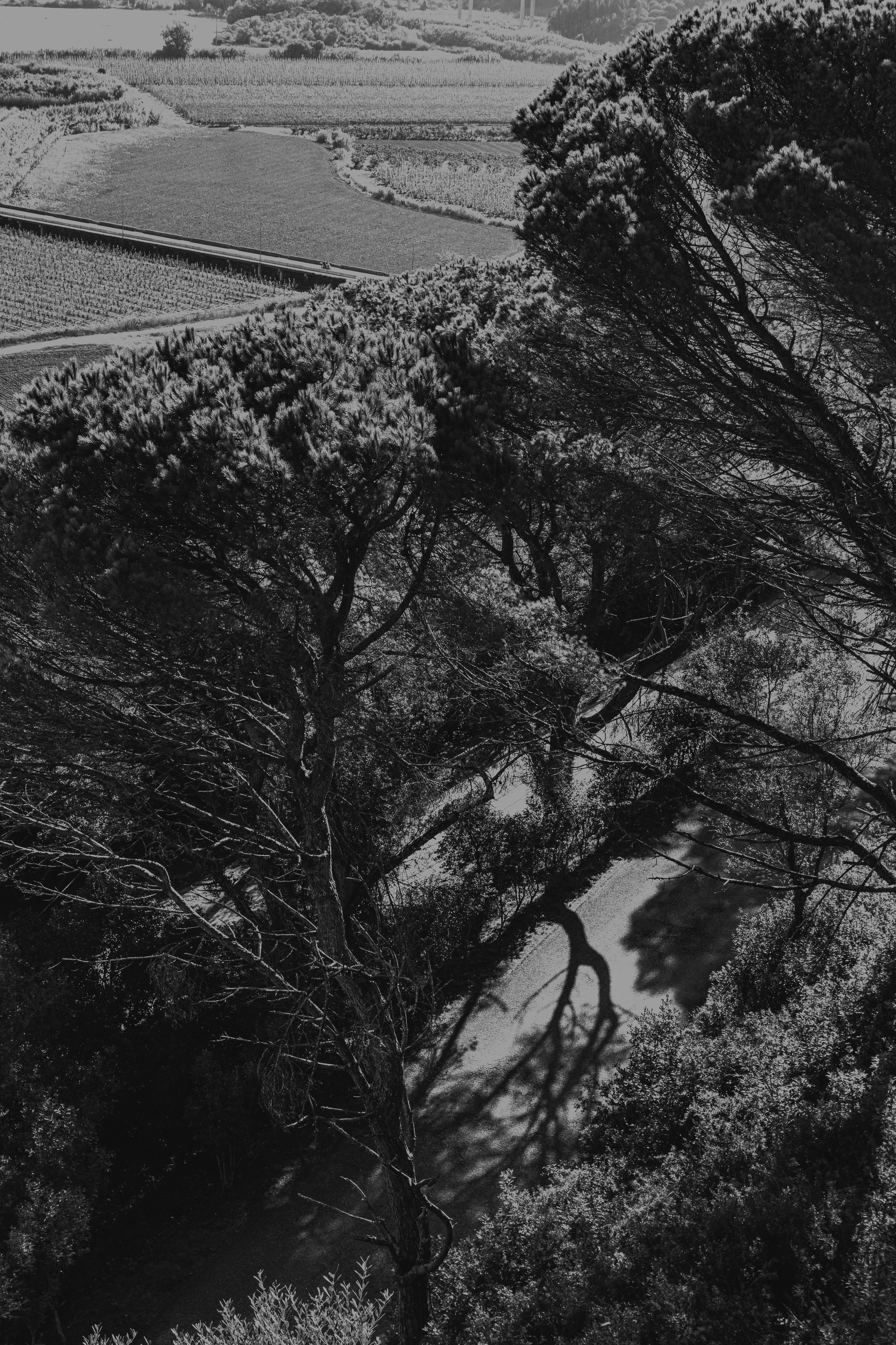 Une photo en noir et blanc de quelques arbres photo – Photo Arbre ...