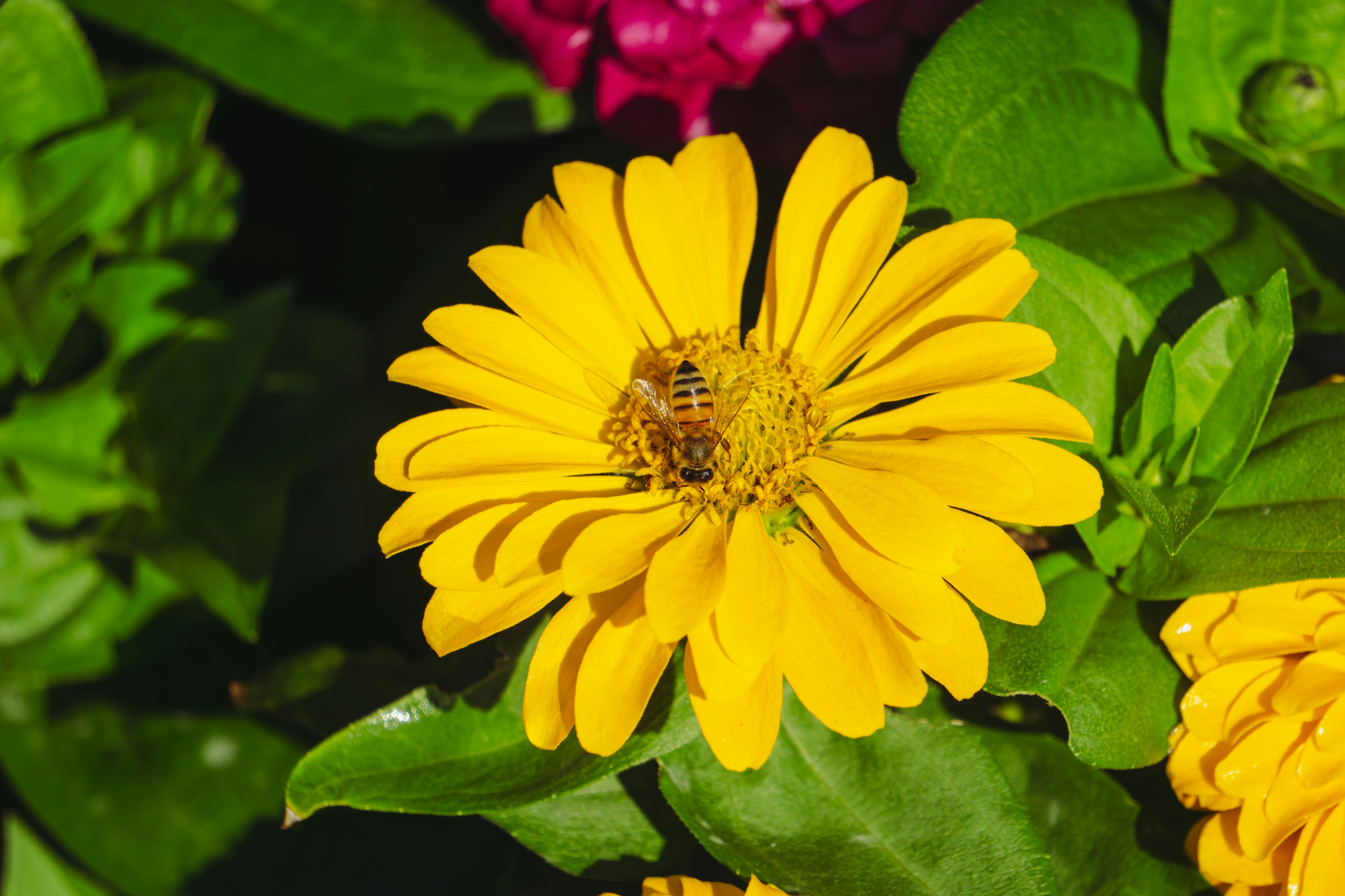 A bee is sitting on a yellow flower photo – Free #shutterbug Image on Unsplash