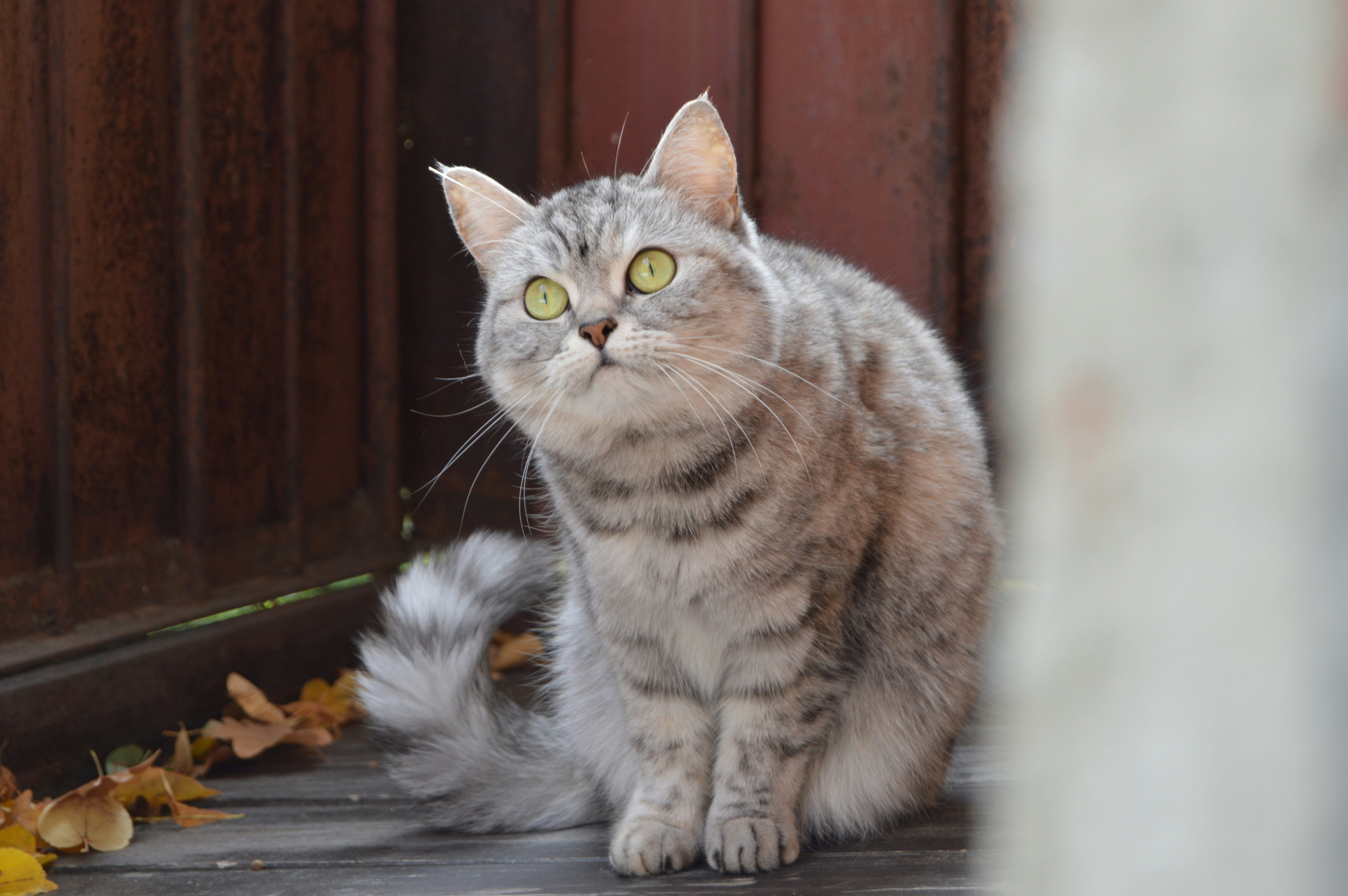Amber-Eyed Tabby Perched on a Leaf-Strewn Porch